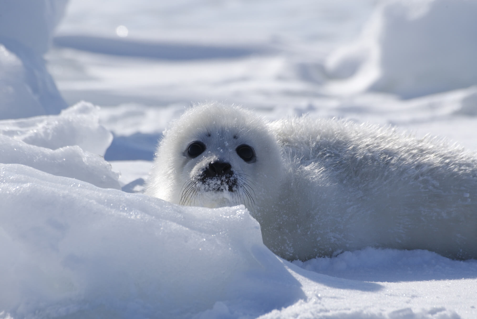 Harp Seals Wallpapers - Wallpaper Cave