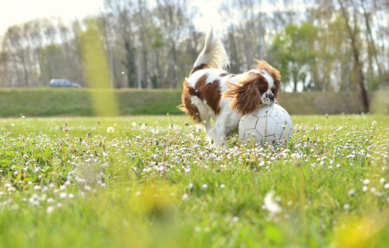 Soccer Dog Wallpapers - Wallpaper Cave