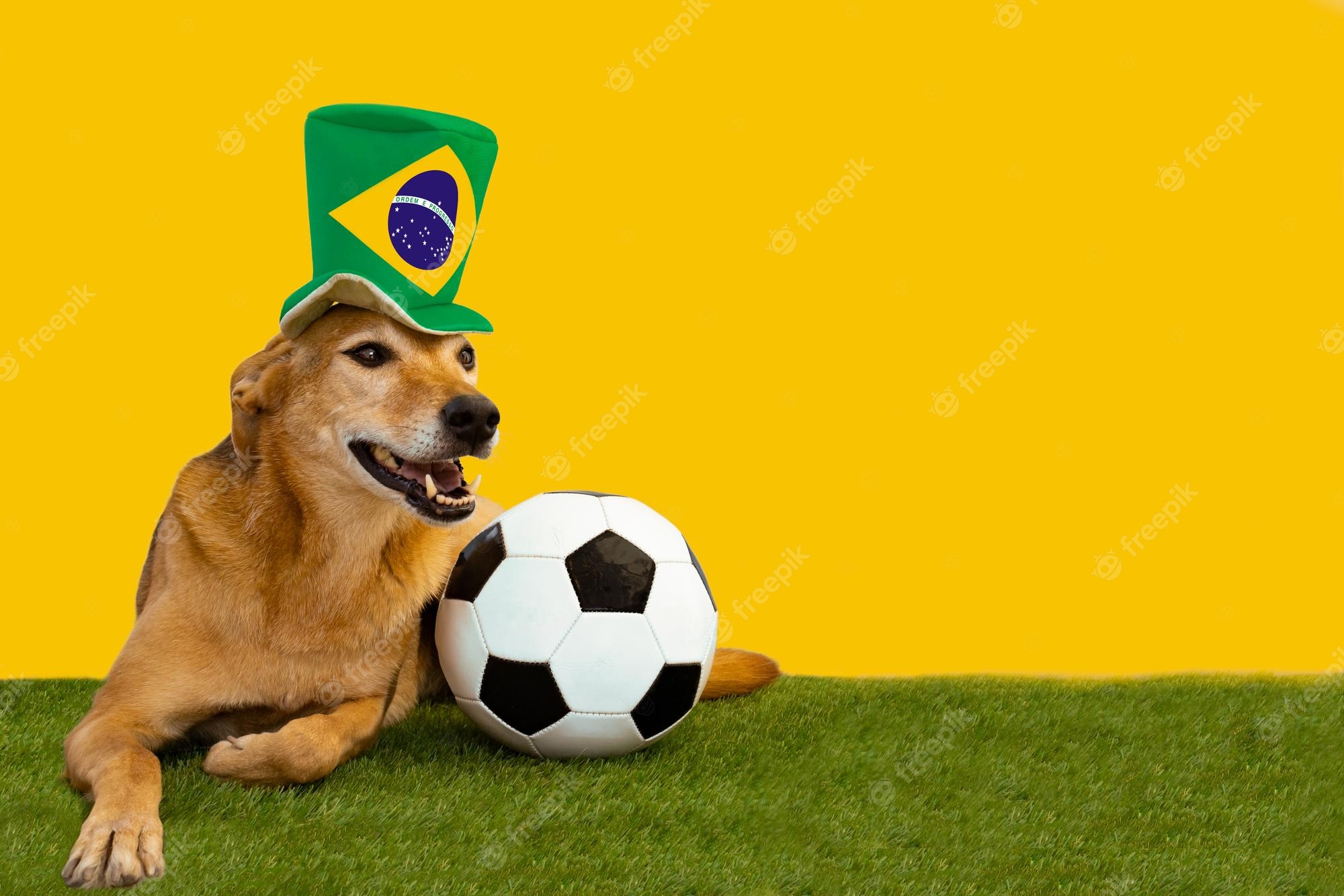 Soccer Dog Wallpapers - Wallpaper Cave
