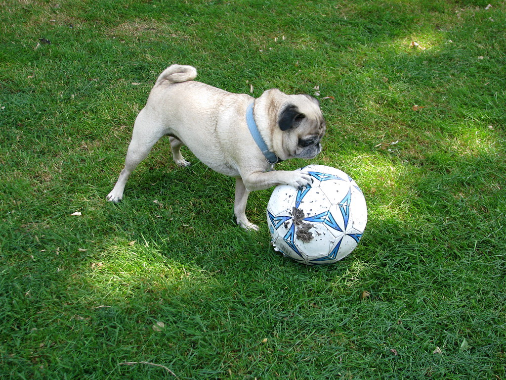 Soccer Dog Wallpapers - Wallpaper Cave