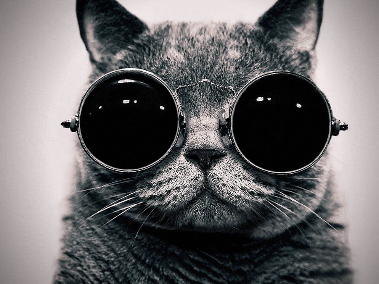 Thug Cat Wallpapers - Wallpaper Cave