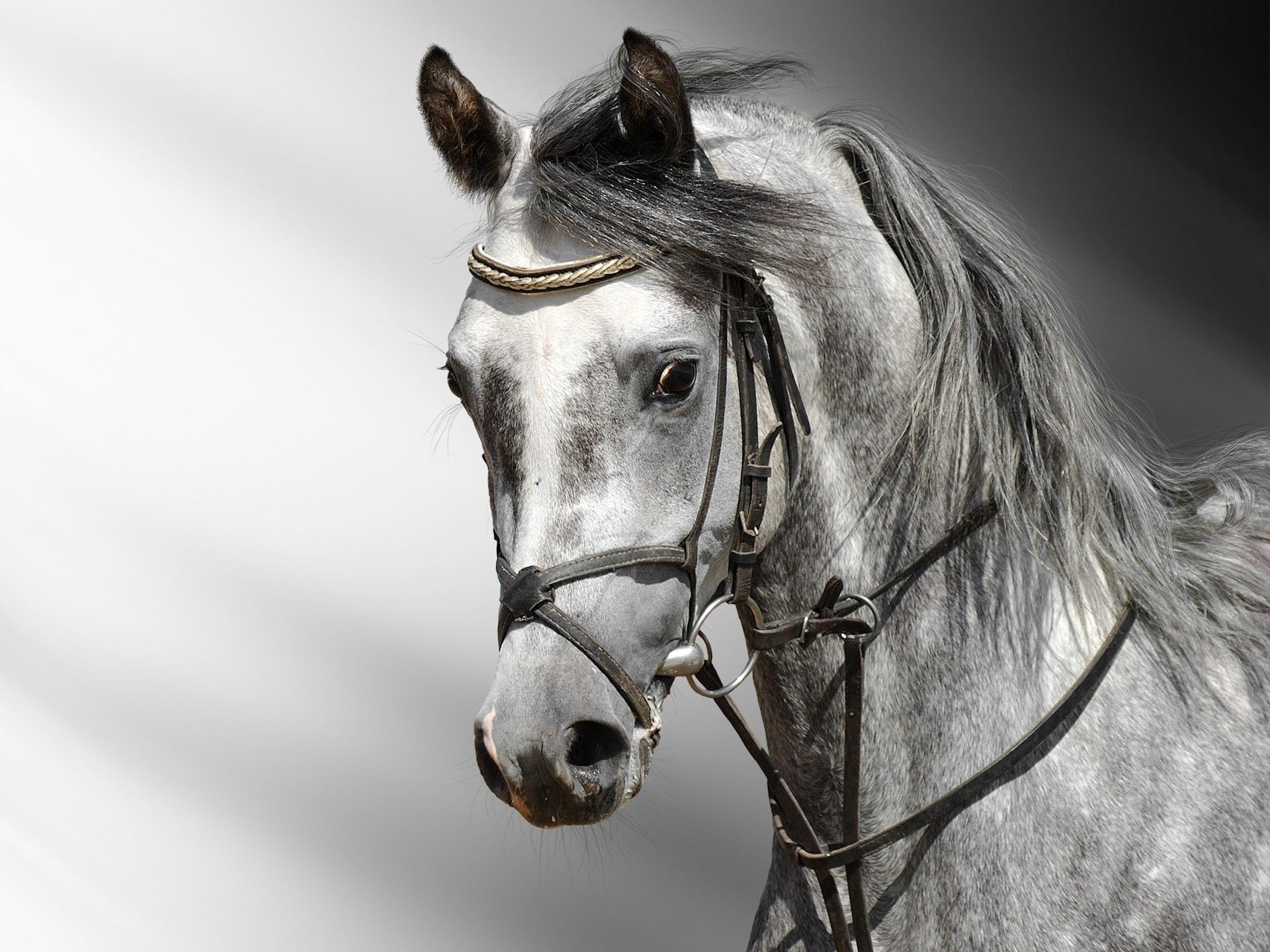 Grey Horses Wallpapers - Wallpaper Cave