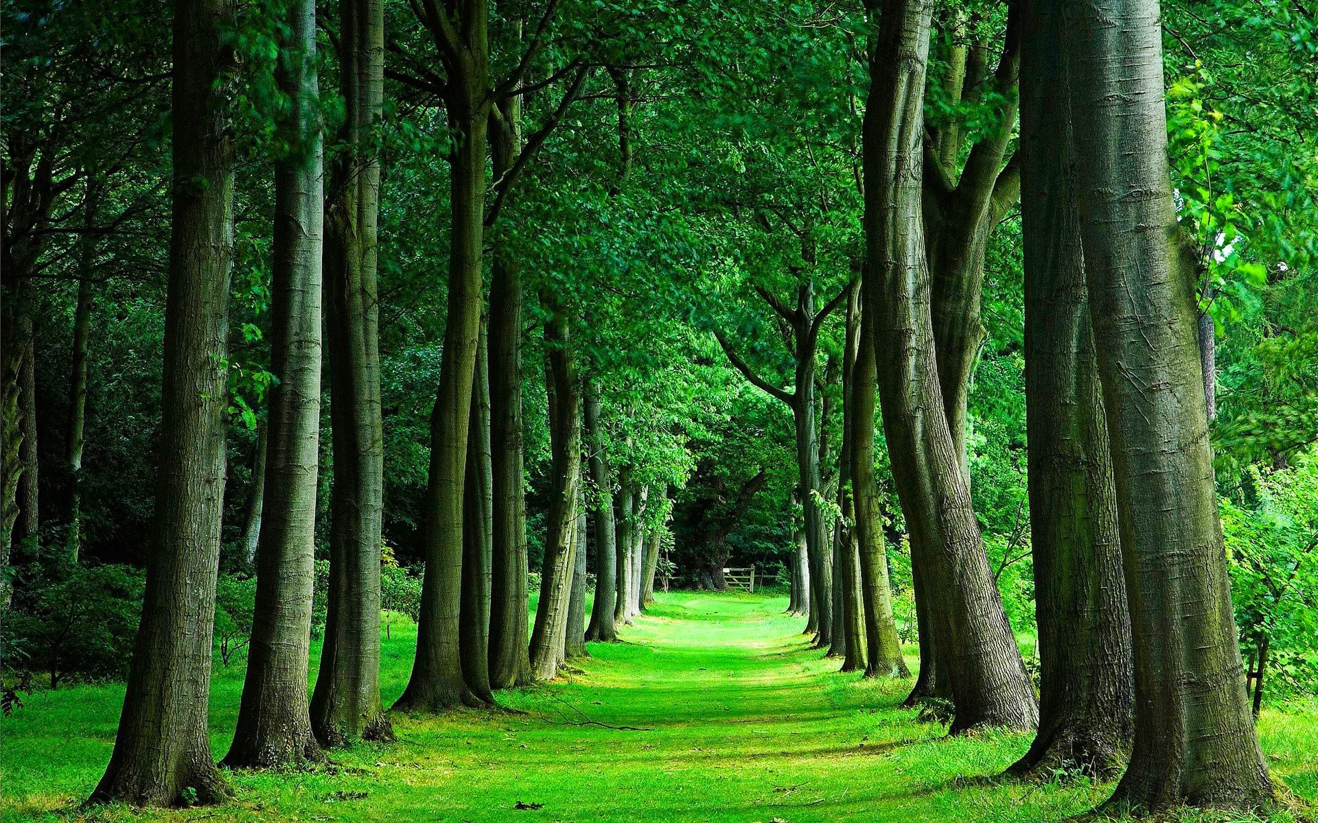 Plant Trees Wallpapers - Wallpaper Cave