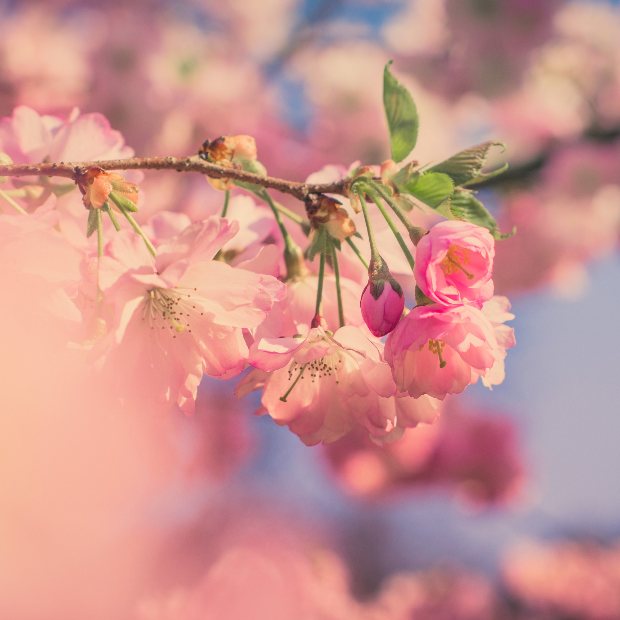 5k Spring Wallpapers - Wallpaper Cave