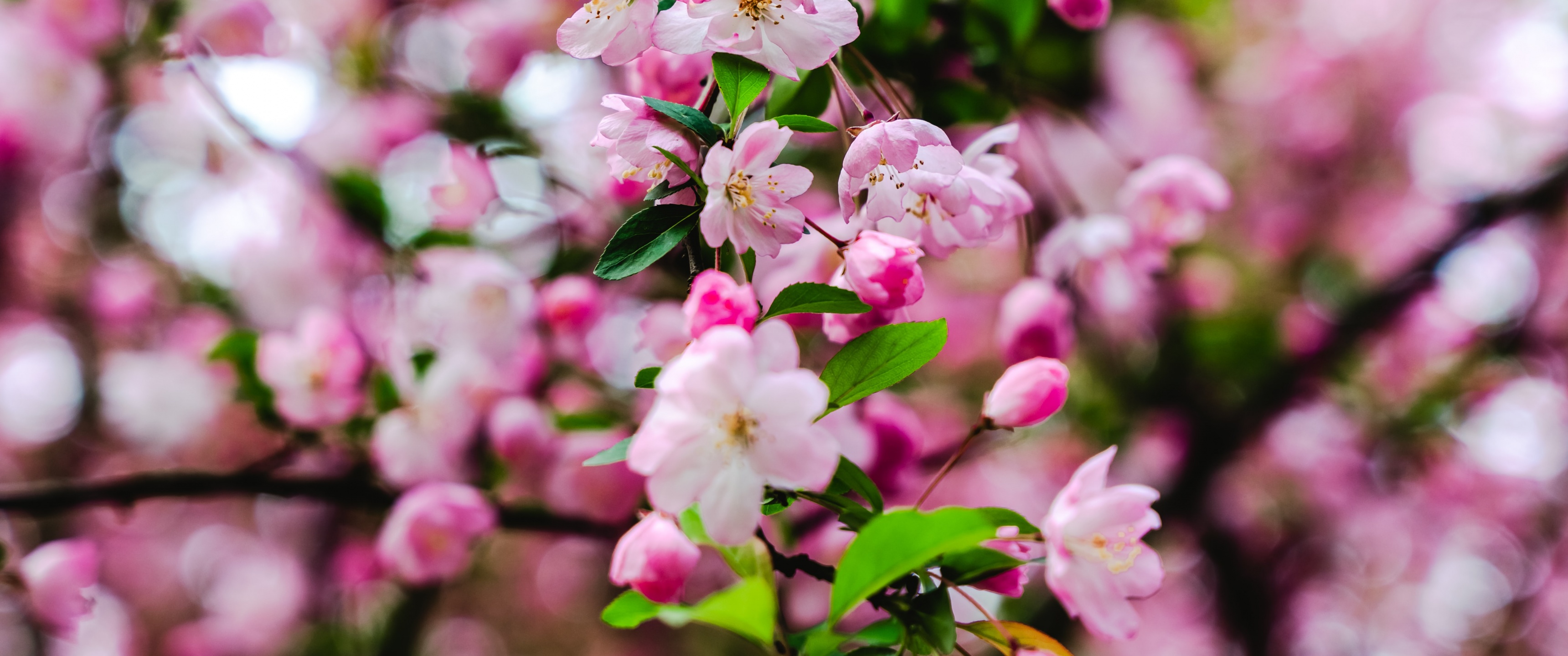 5k Spring Wallpapers - Wallpaper Cave