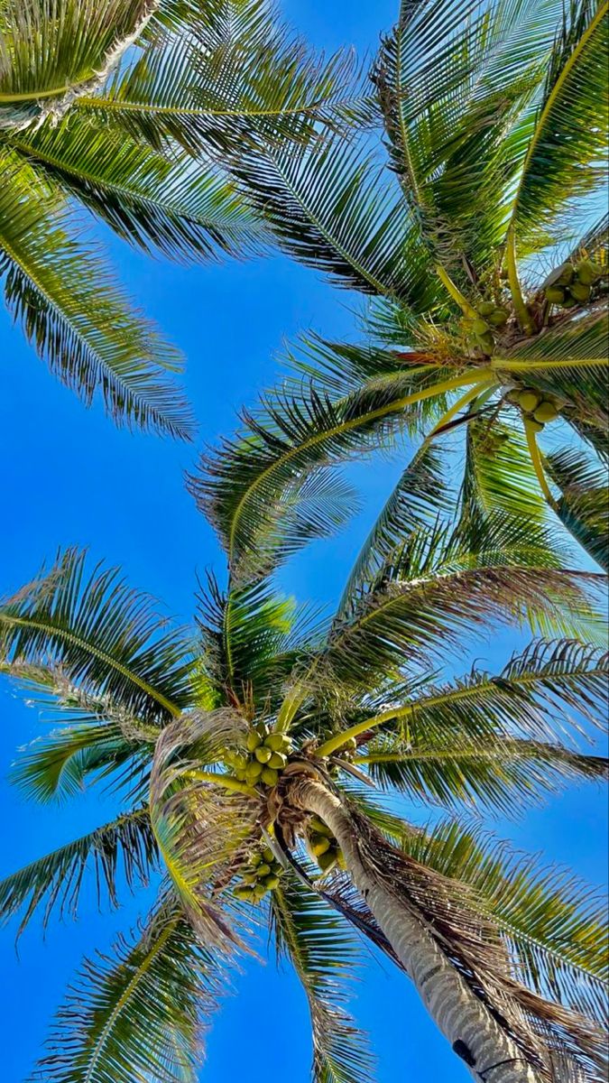 Summer Beach Palm Tree Wallpapers - Wallpaper Cave