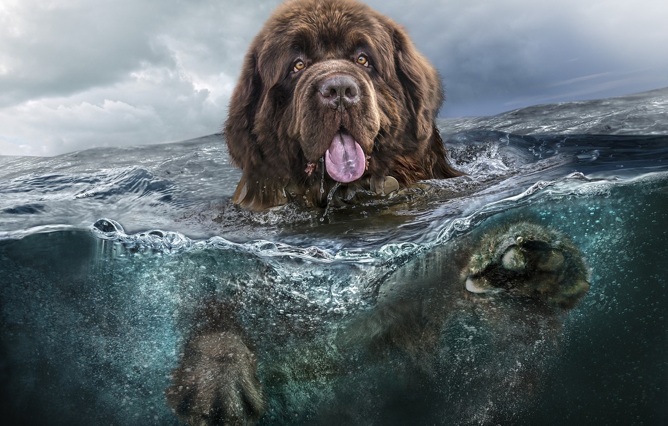 Dog In Water Wallpapers - Wallpaper Cave