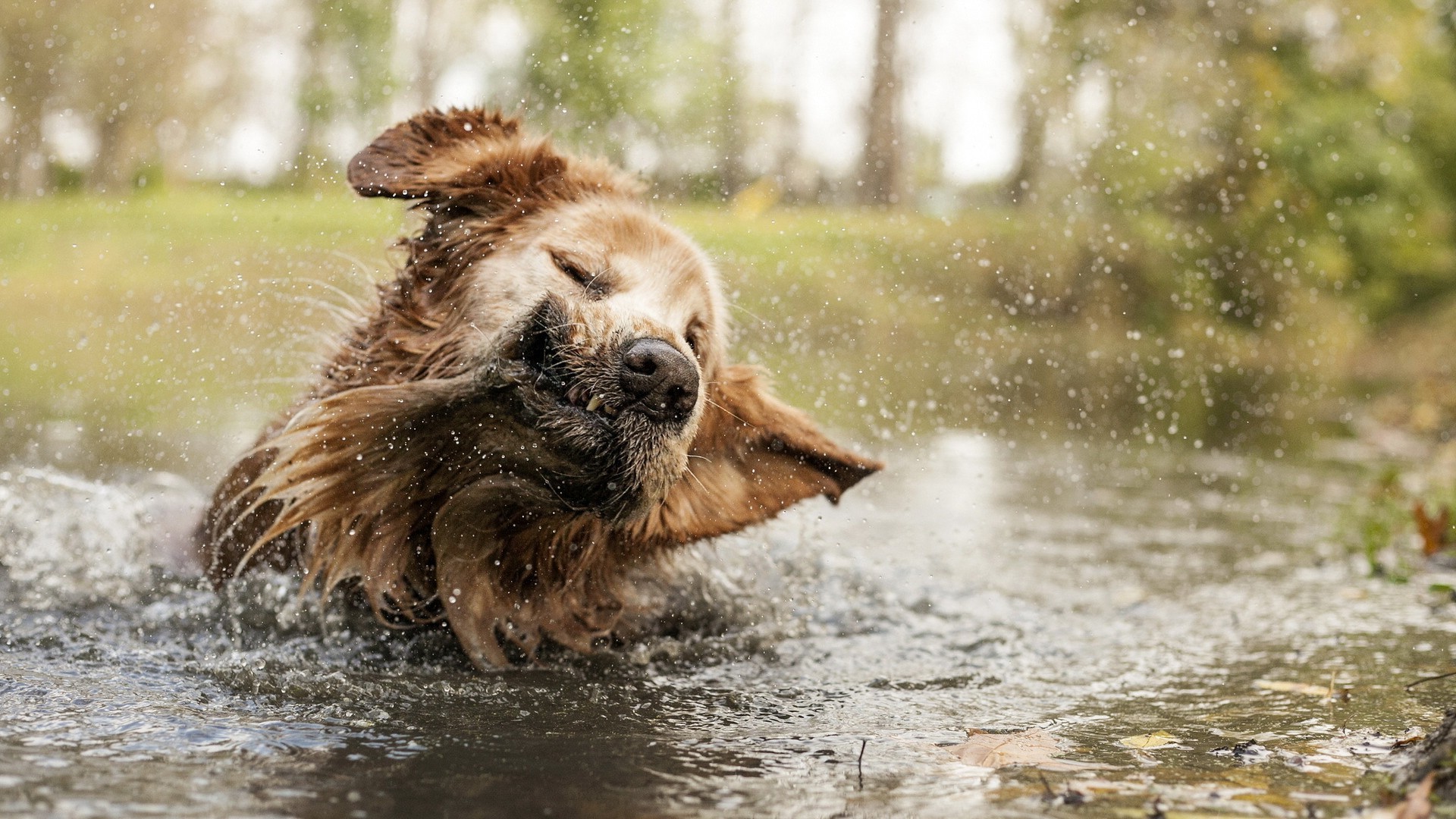 Dog In Water Wallpapers - Wallpaper Cave