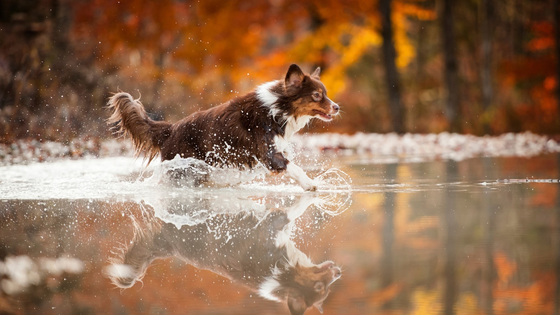 Dog In Water Wallpapers - Wallpaper Cave