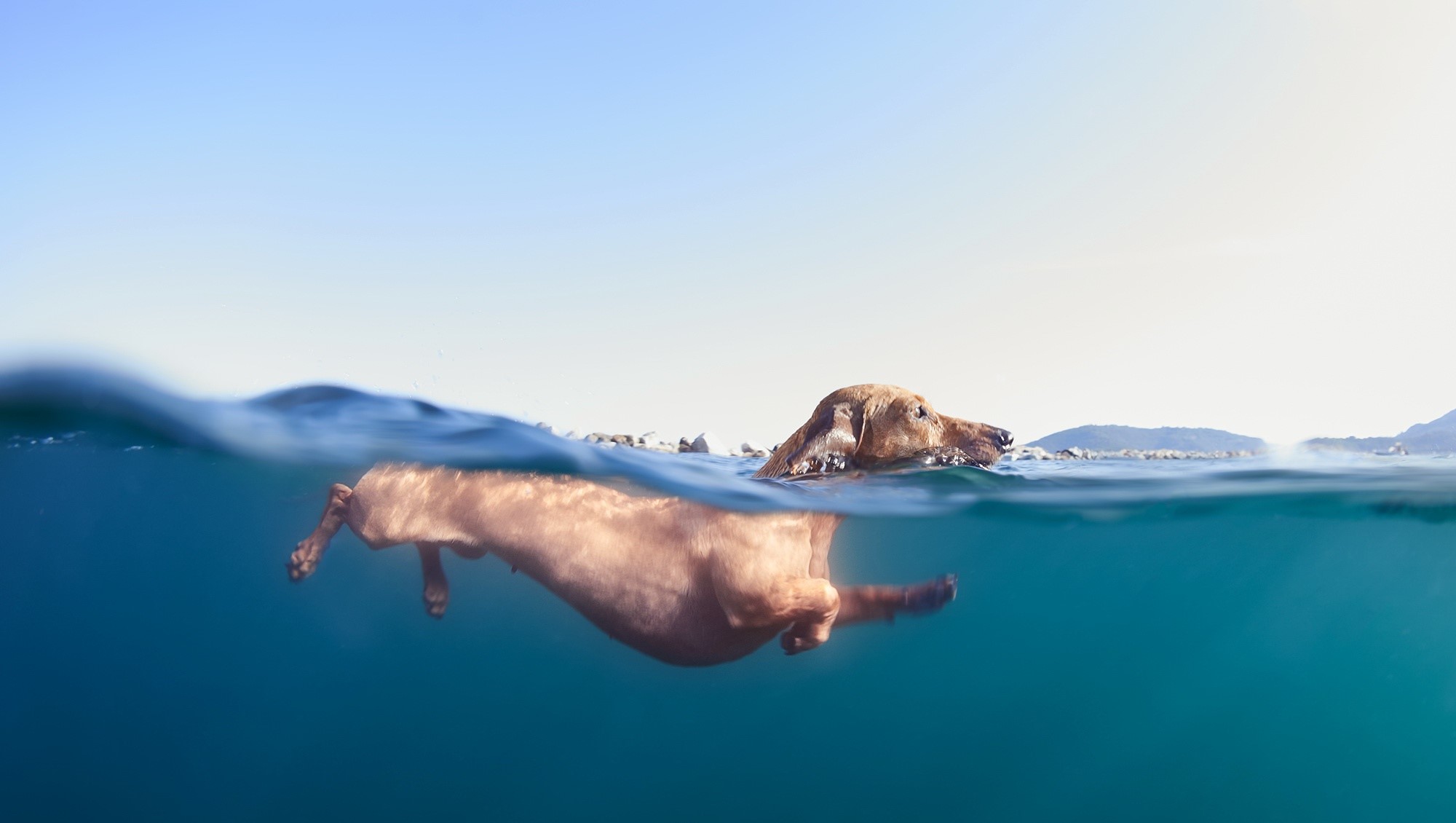 Dog In Water Wallpapers - Wallpaper Cave