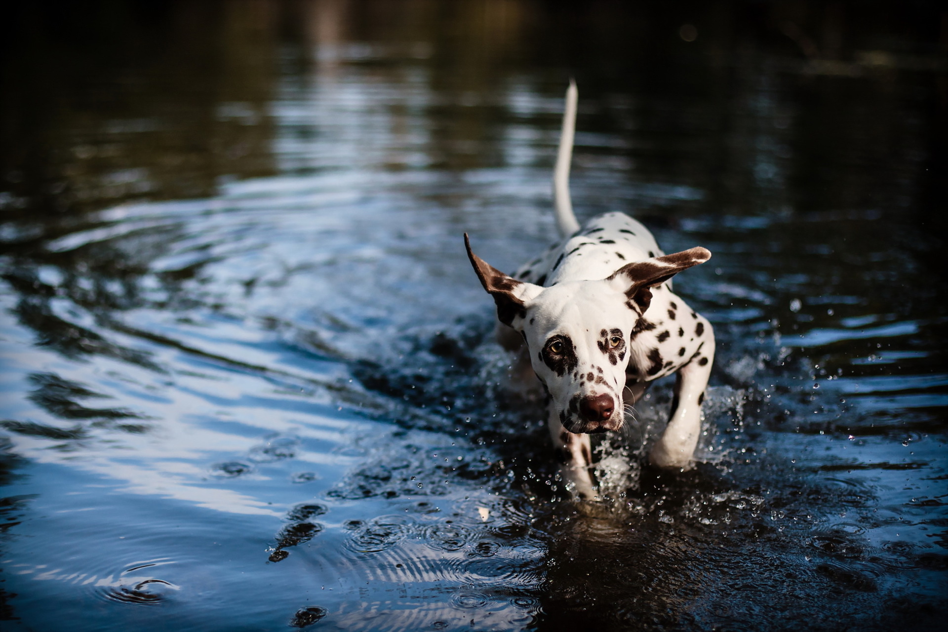 Dog In Water Wallpapers - Wallpaper Cave