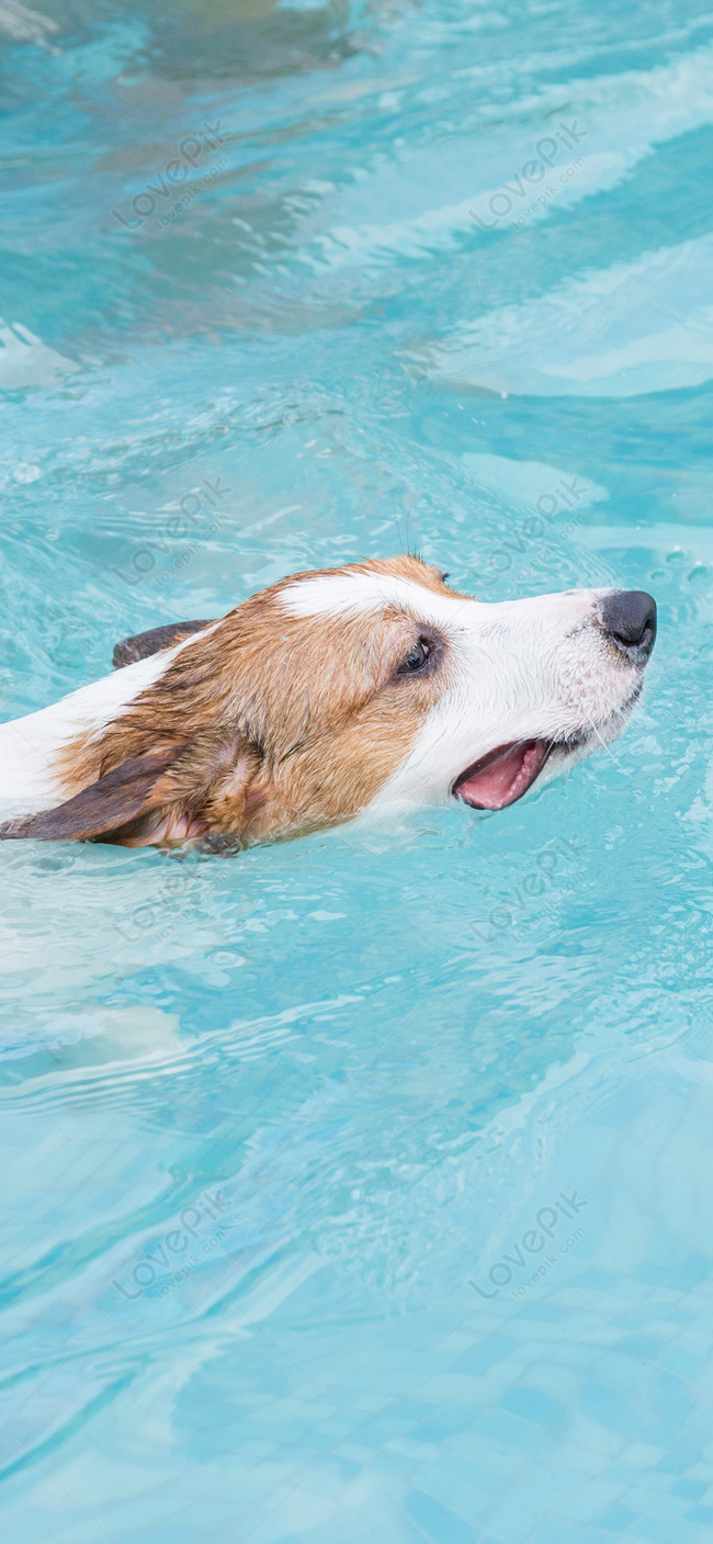 Dog In Water Wallpapers - Wallpaper Cave