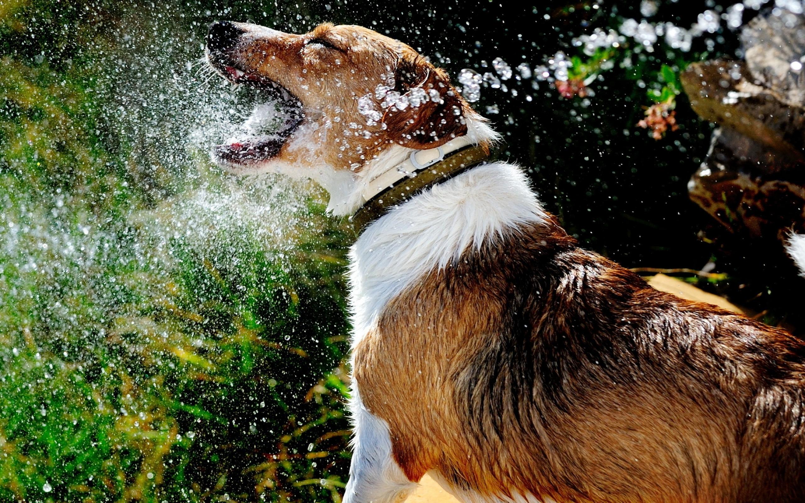 Dog In Water Wallpapers - Wallpaper Cave