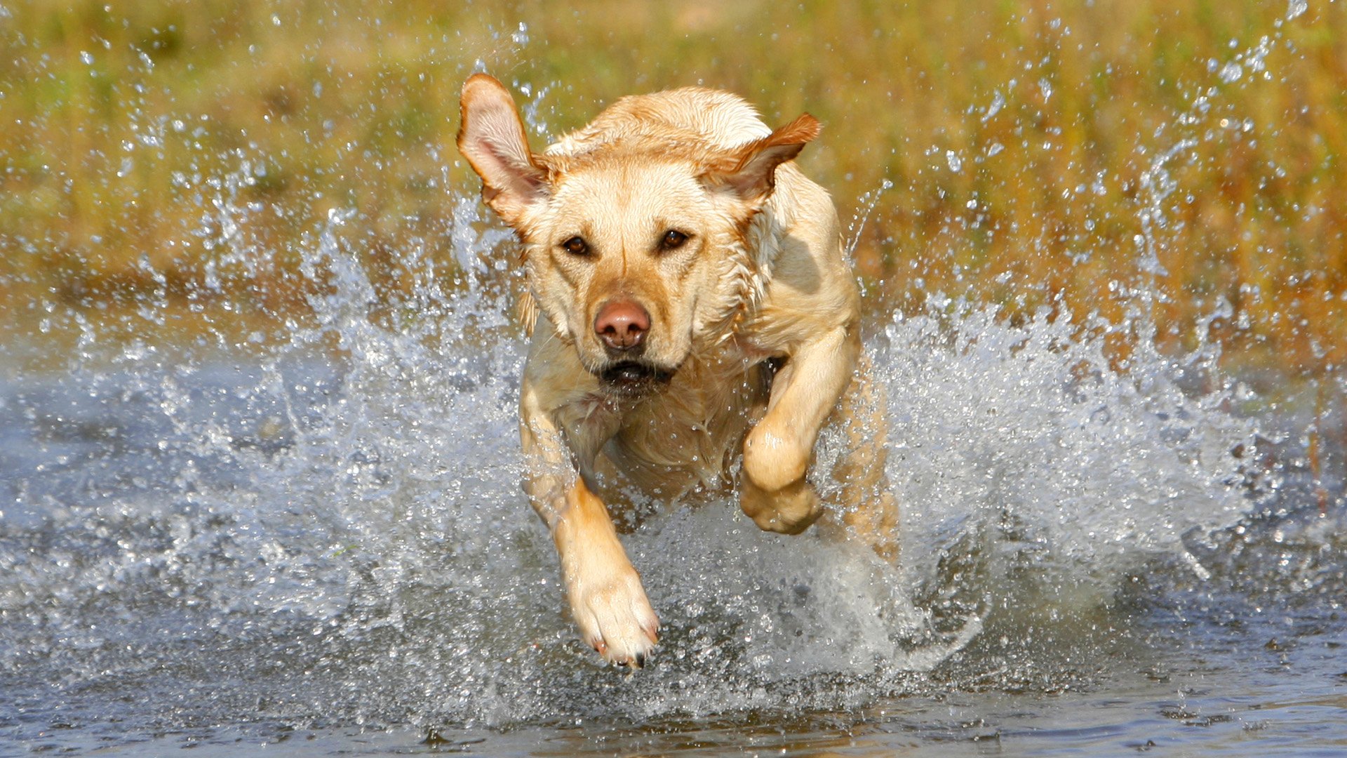 Dog In Water Wallpapers - Wallpaper Cave