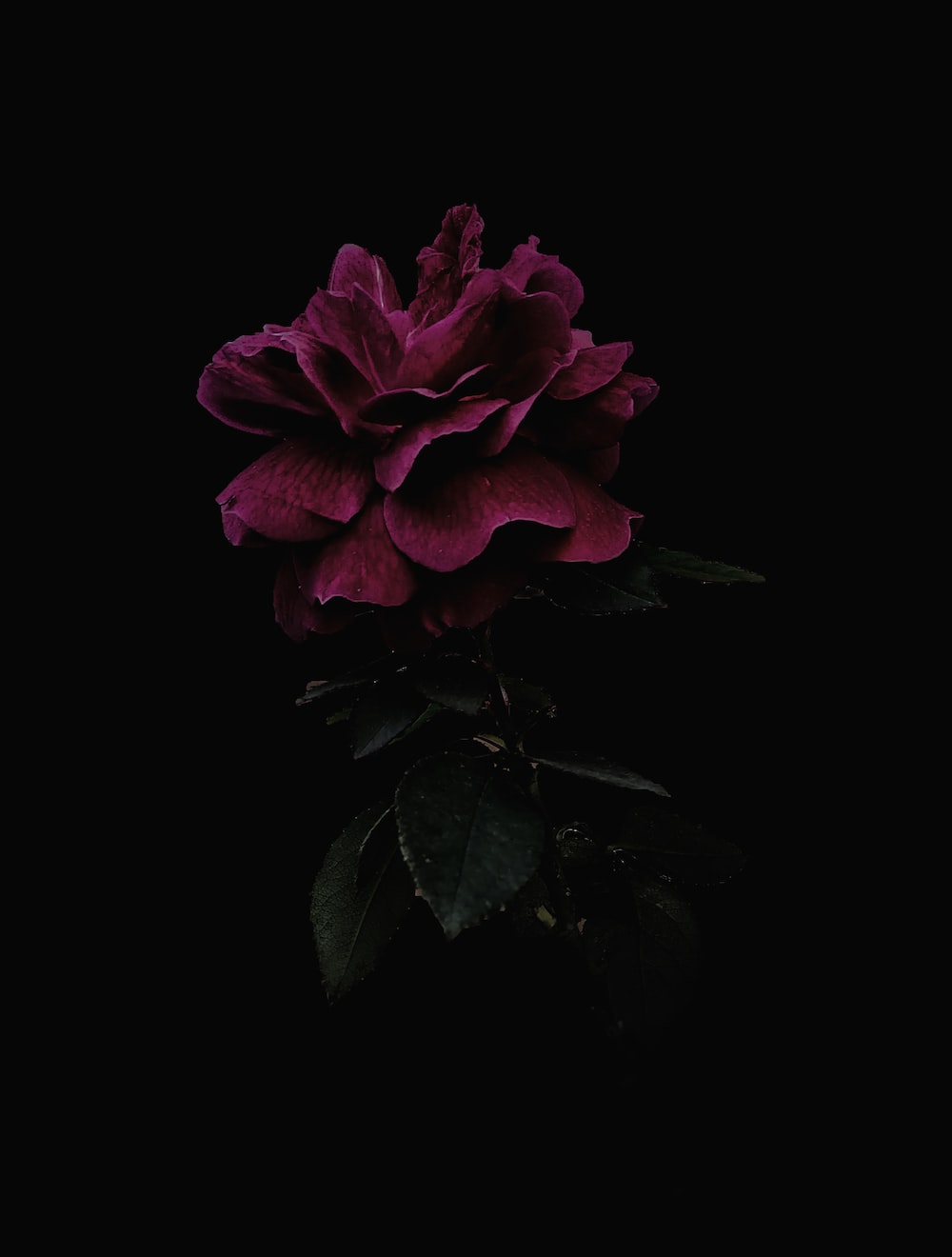 Dark Pink Flowers Wallpapers - Wallpaper Cave