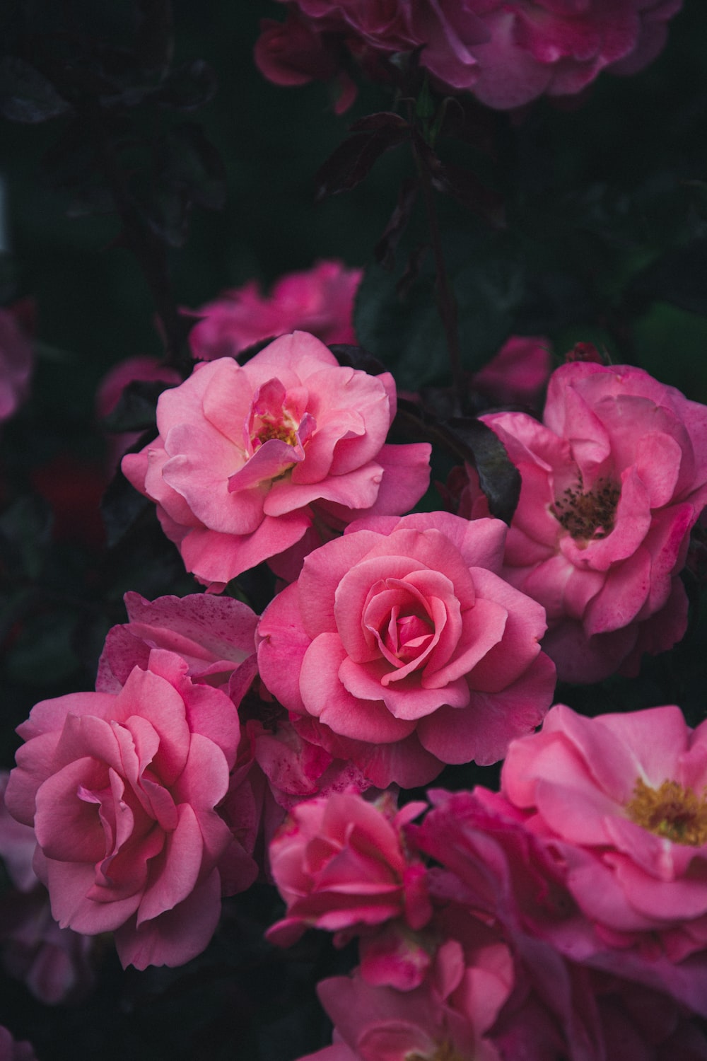 Dark Pink Flowers Wallpapers - Wallpaper Cave