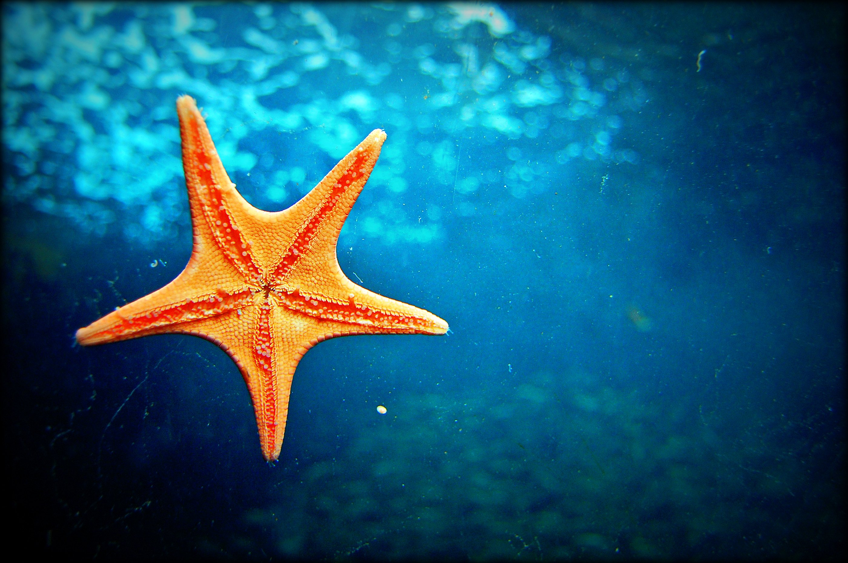 Seastar Wallpapers - Wallpaper Cave