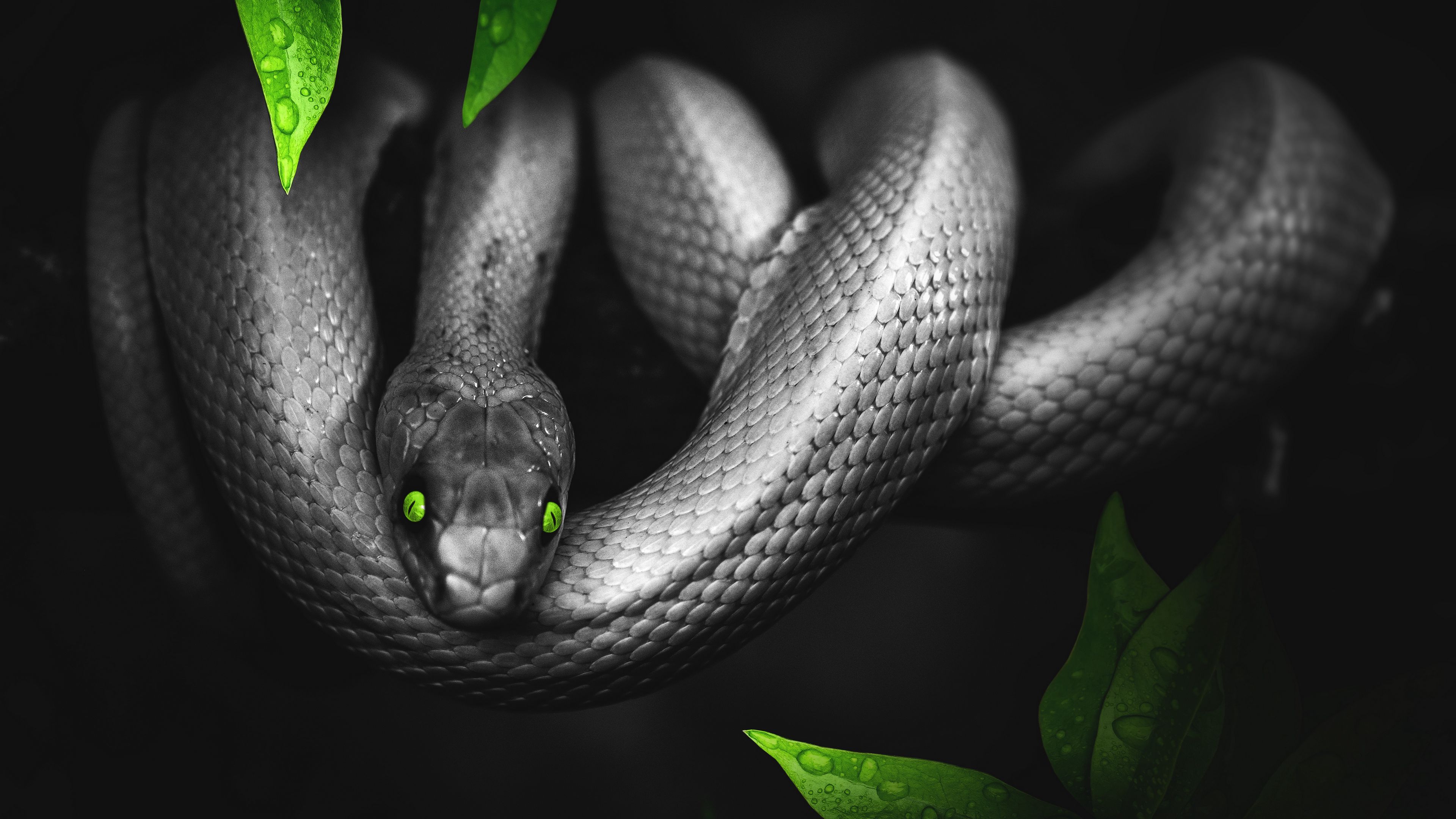 Snake Desktop Wallpapers - Wallpaper Cave