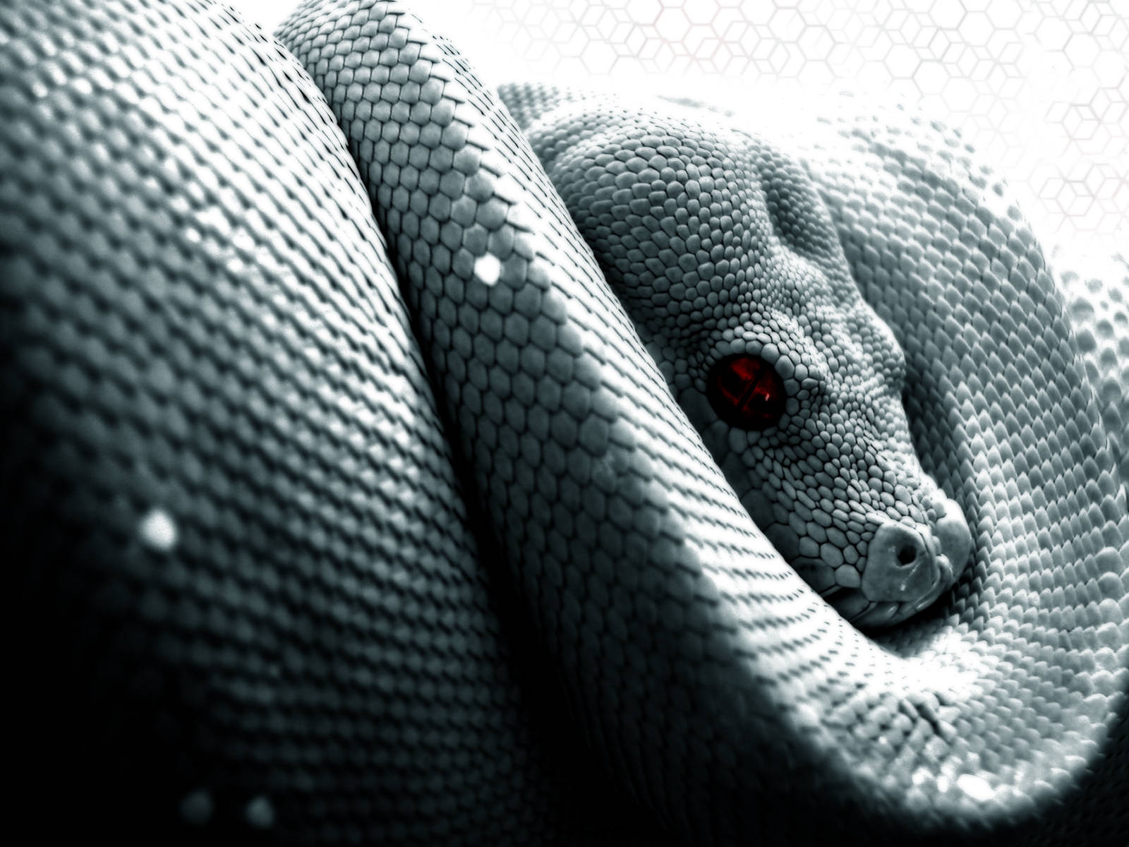Snake Desktop Wallpapers - Wallpaper Cave