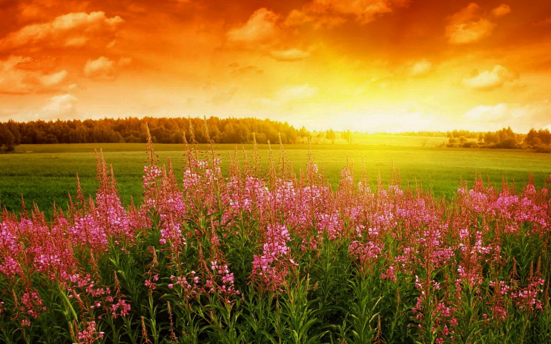 Spring Flower Desktop Wallpapers - Wallpaper Cave