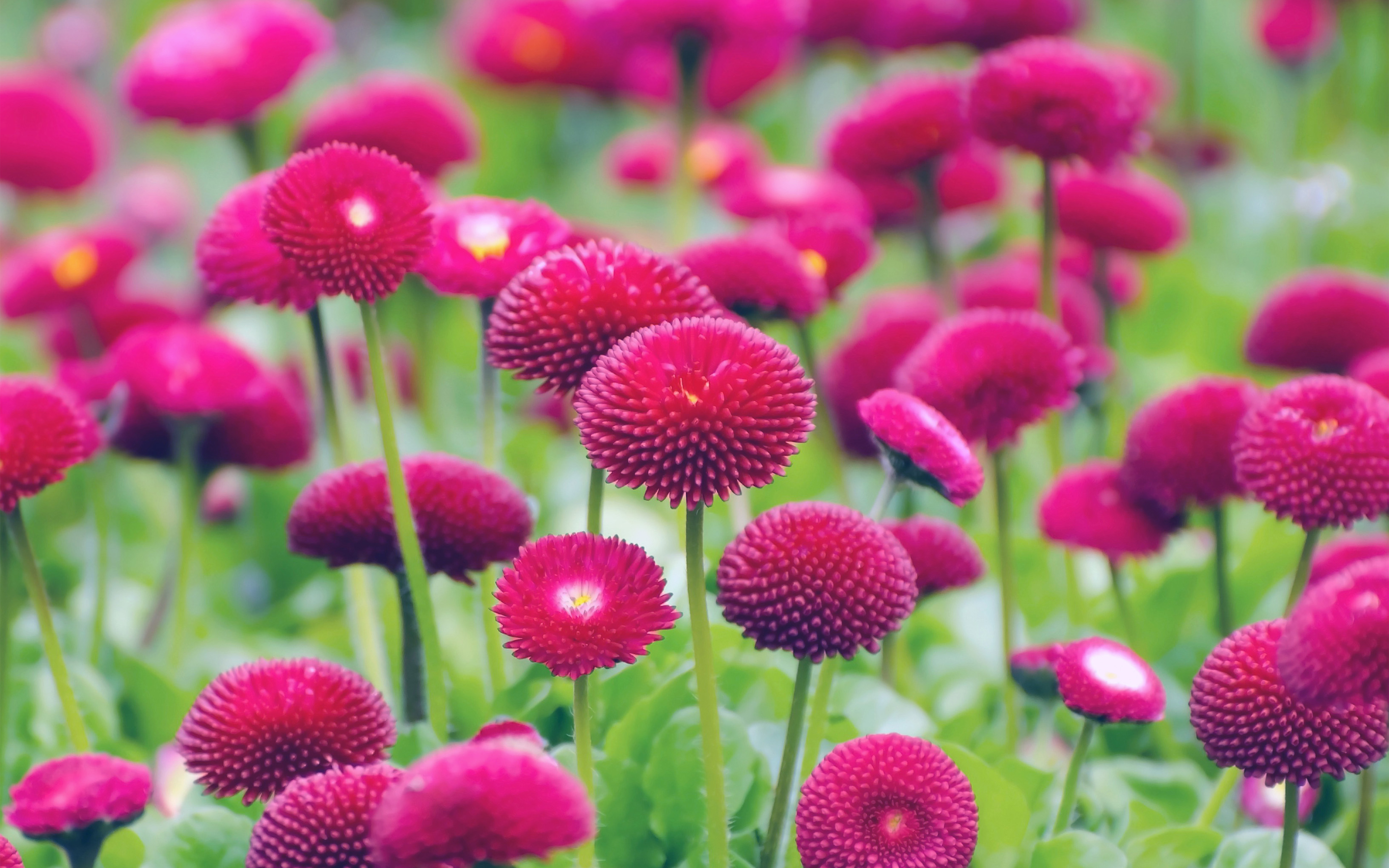 Green Spring Desktop Wallpapers - Wallpaper Cave