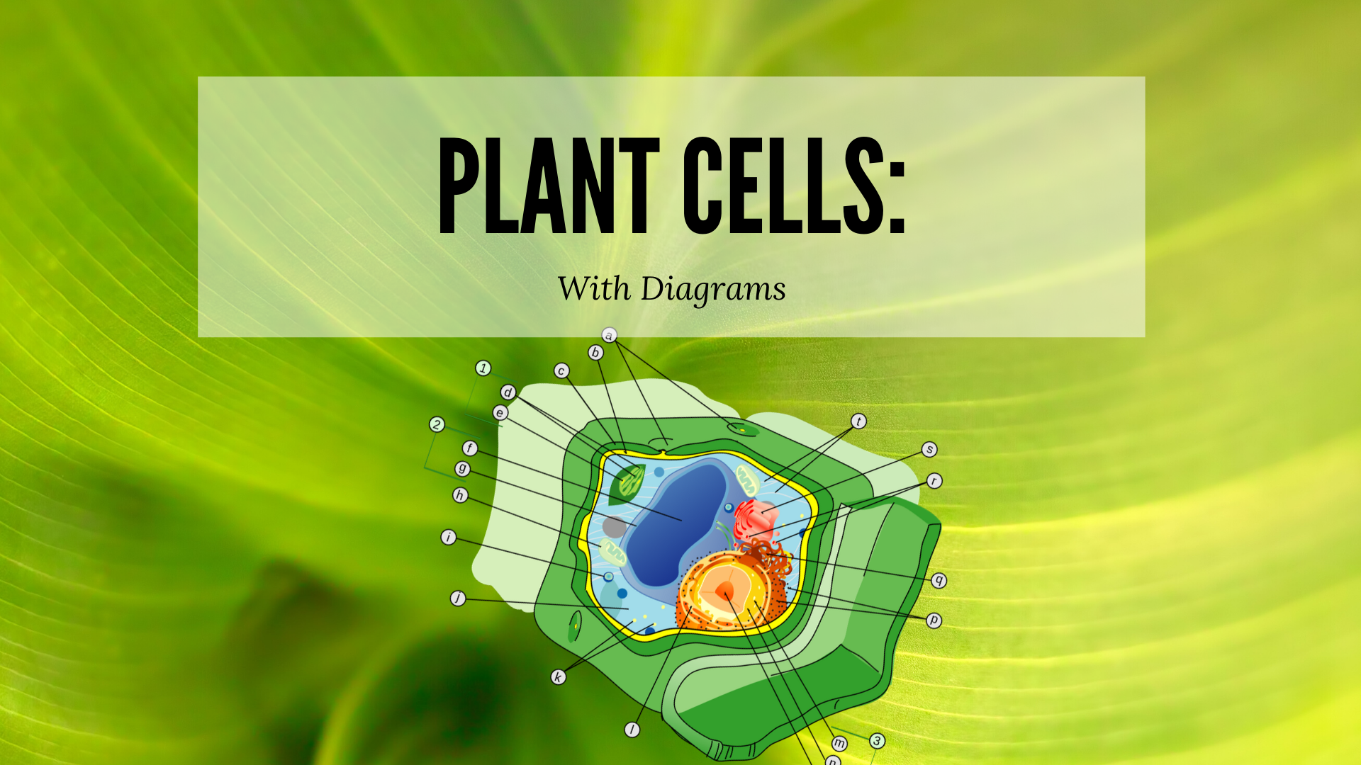 Plant Cells Wallpapers - Wallpaper Cave