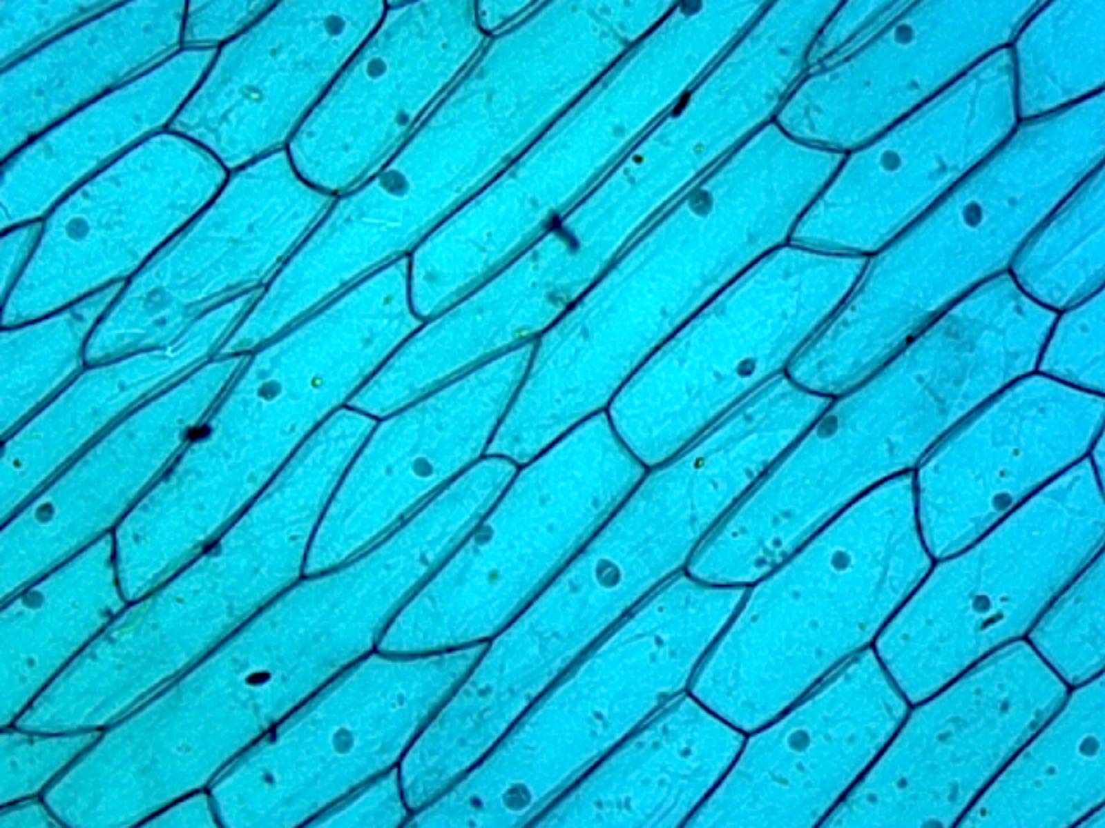 Plant Cells Wallpapers - Wallpaper Cave