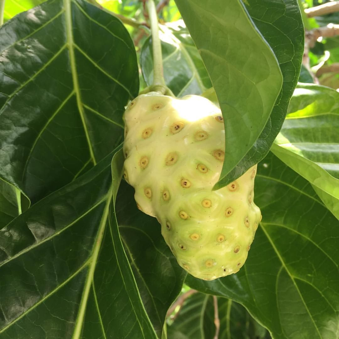 Noni Wallpapers - Wallpaper Cave