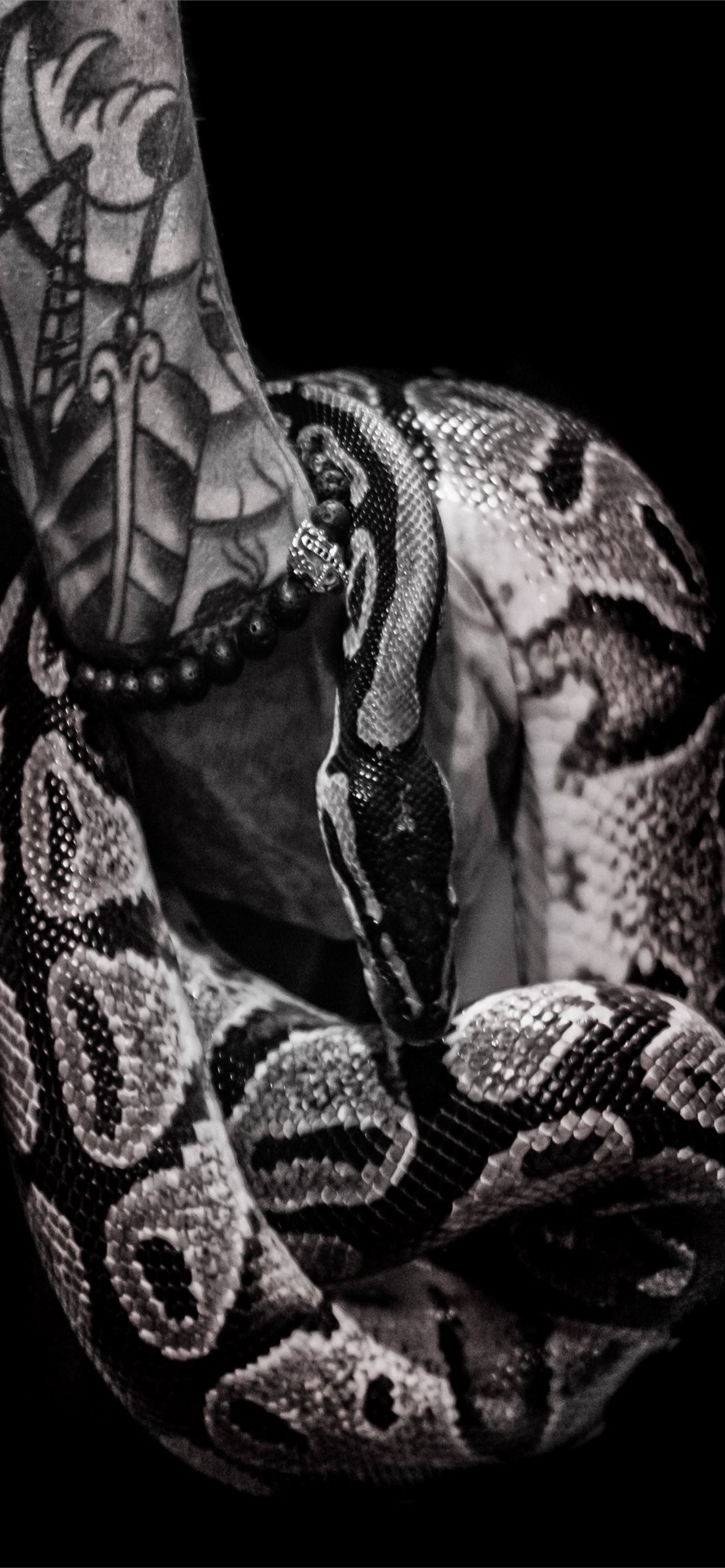 Boa Snake Wallpapers - Wallpaper Cave