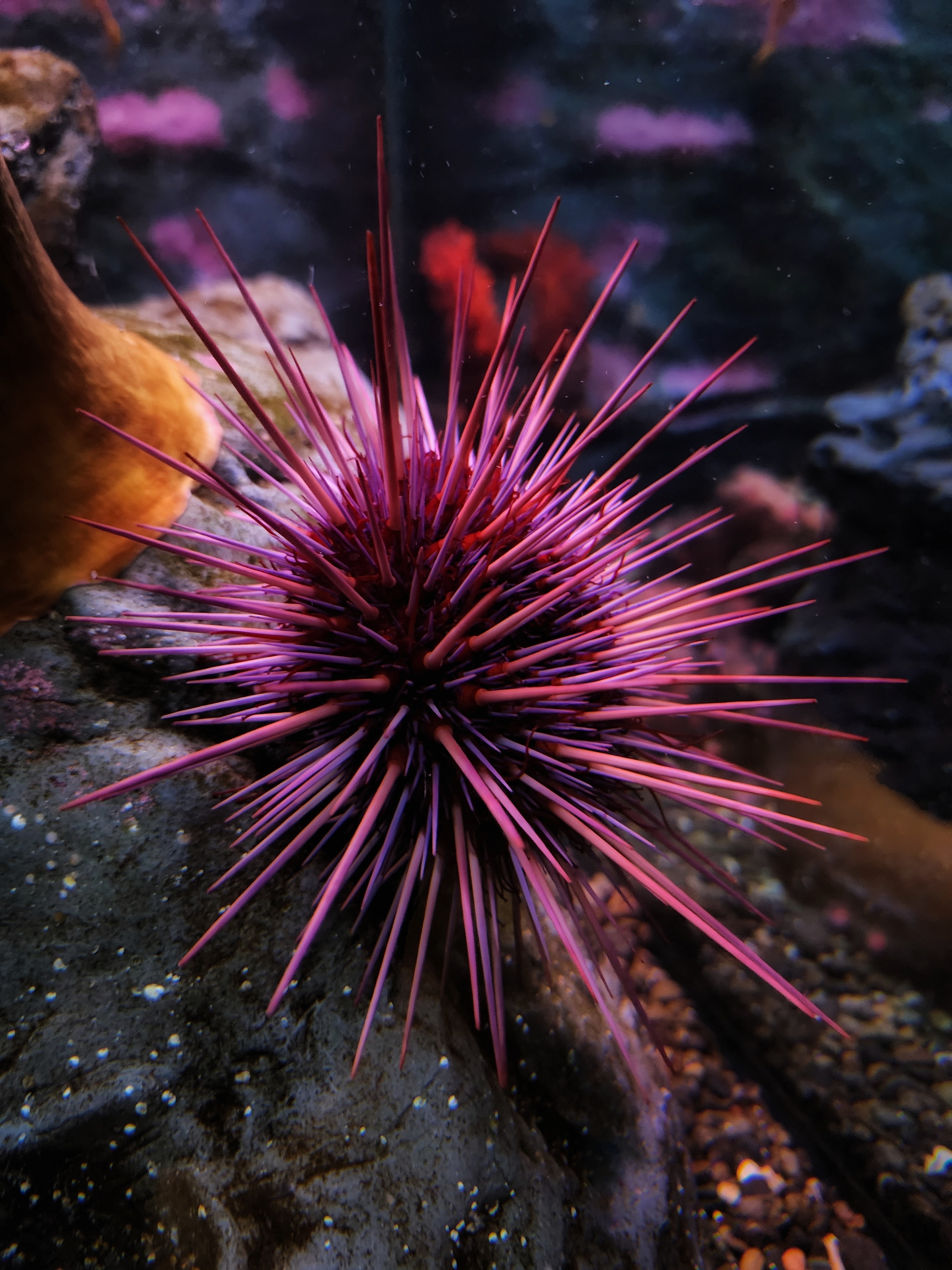 Sea Urchins Wallpapers - Wallpaper Cave