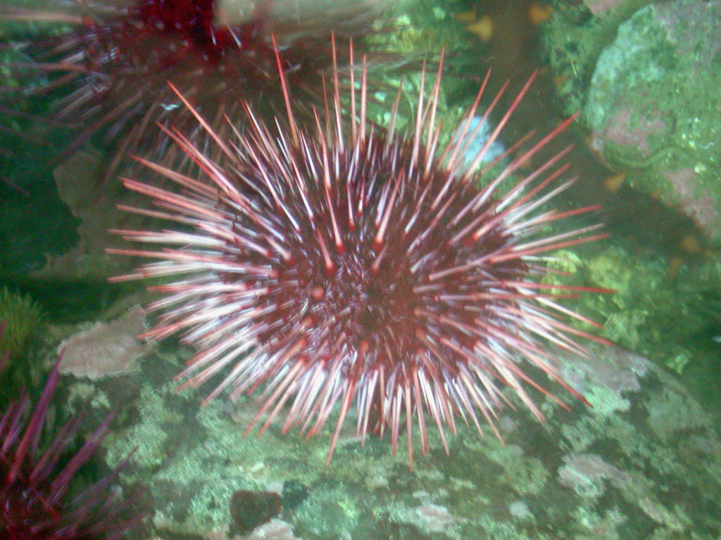 Sea Urchins Wallpapers - Wallpaper Cave
