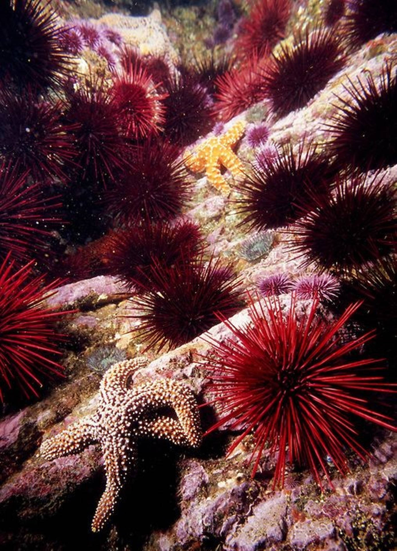 Sea Urchins Wallpapers - Wallpaper Cave