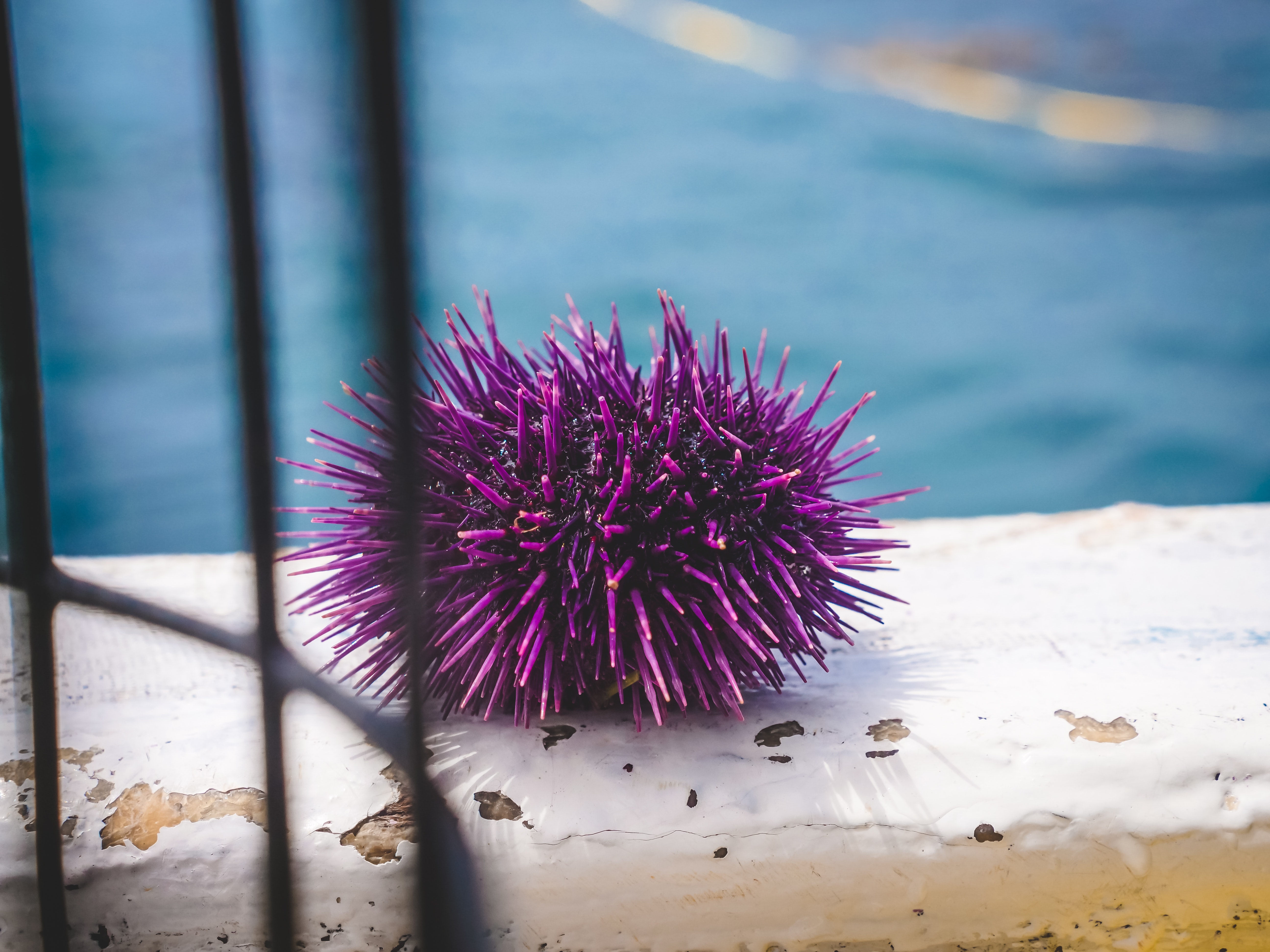 Sea Urchins Wallpapers - Wallpaper Cave