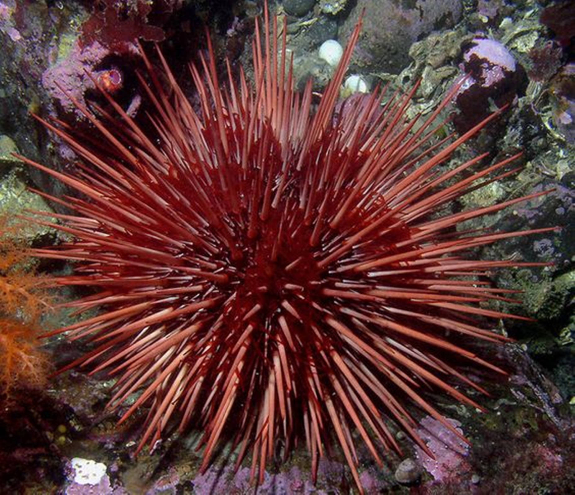 Sea Urchins Wallpapers - Wallpaper Cave