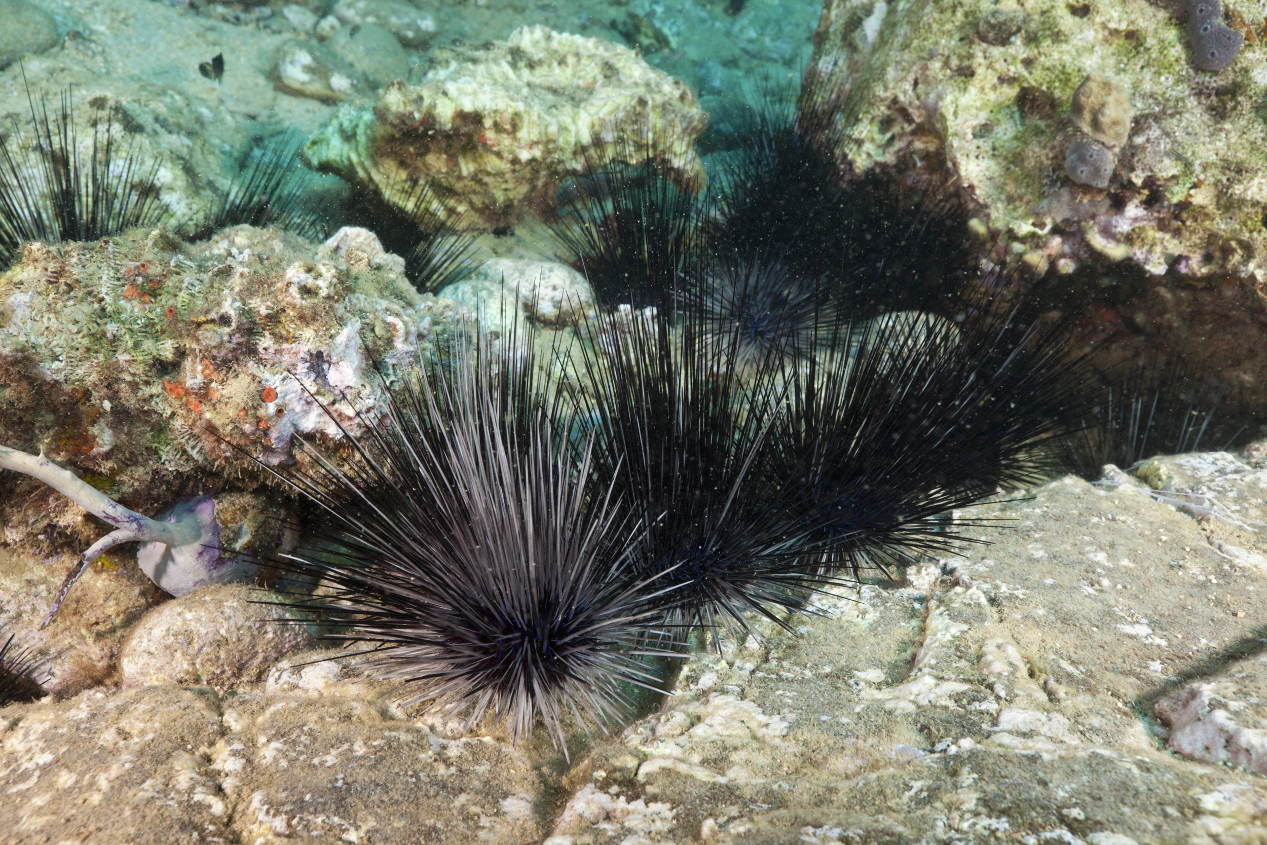Sea Urchins Wallpapers - Wallpaper Cave
