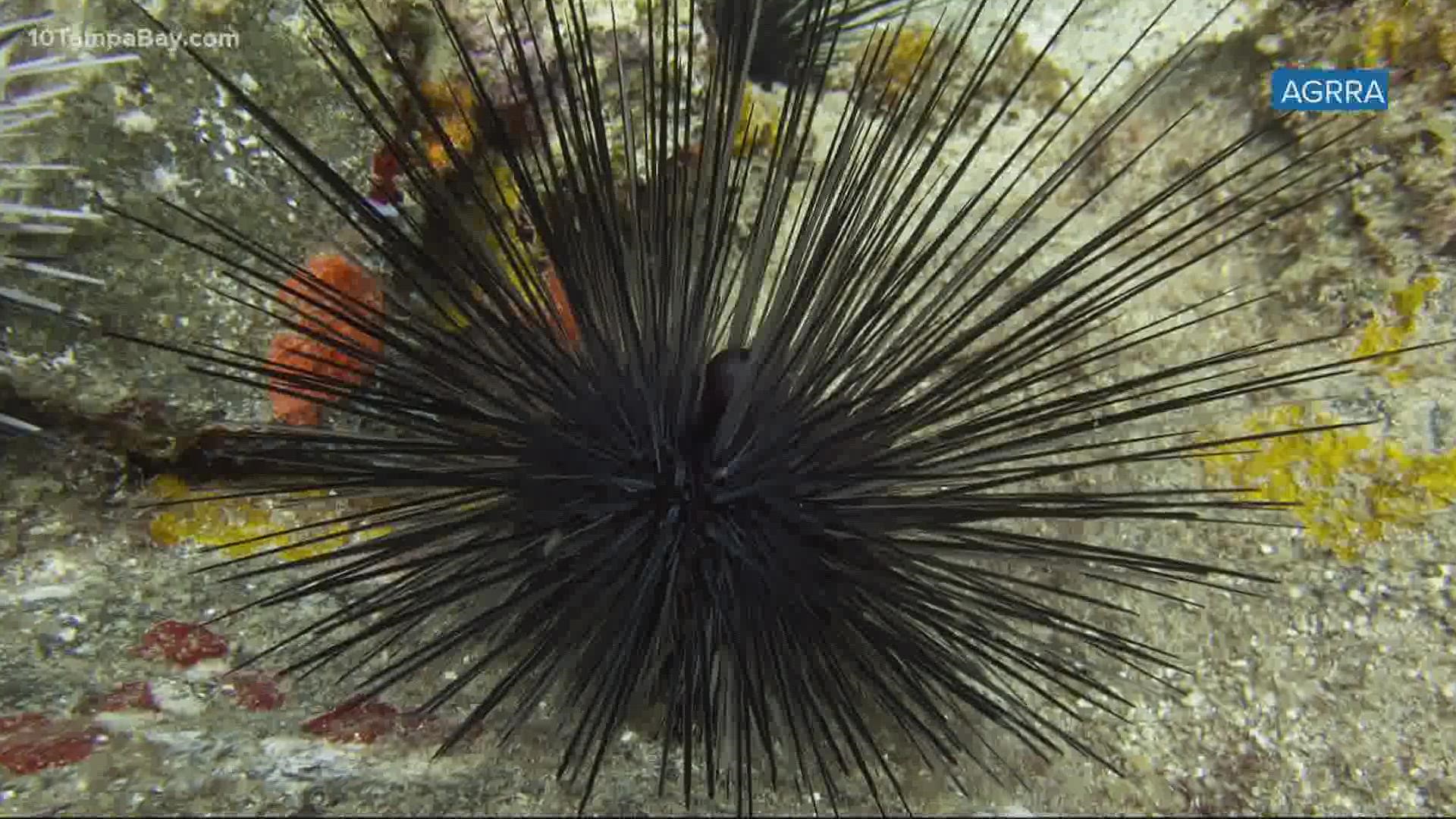 Sea Urchins Wallpapers - Wallpaper Cave