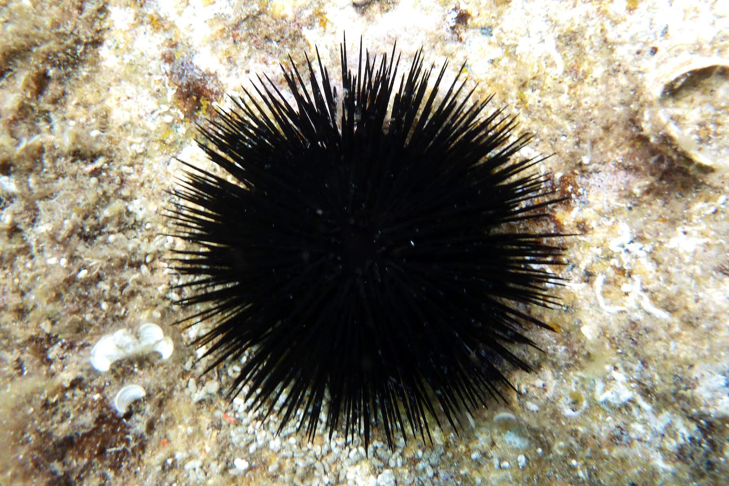 Sea Urchins Wallpapers - Wallpaper Cave