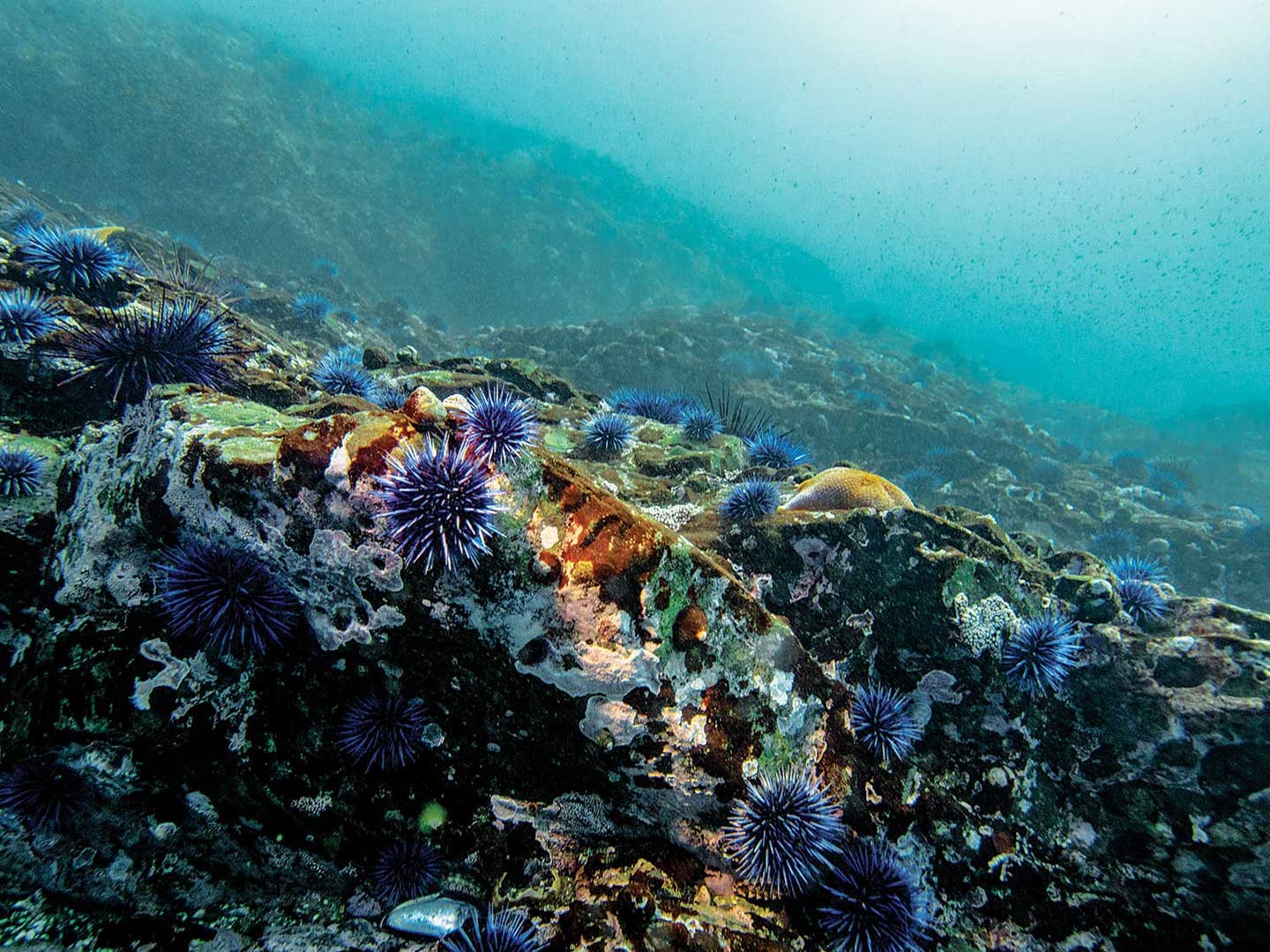 Sea Urchins Wallpapers - Wallpaper Cave