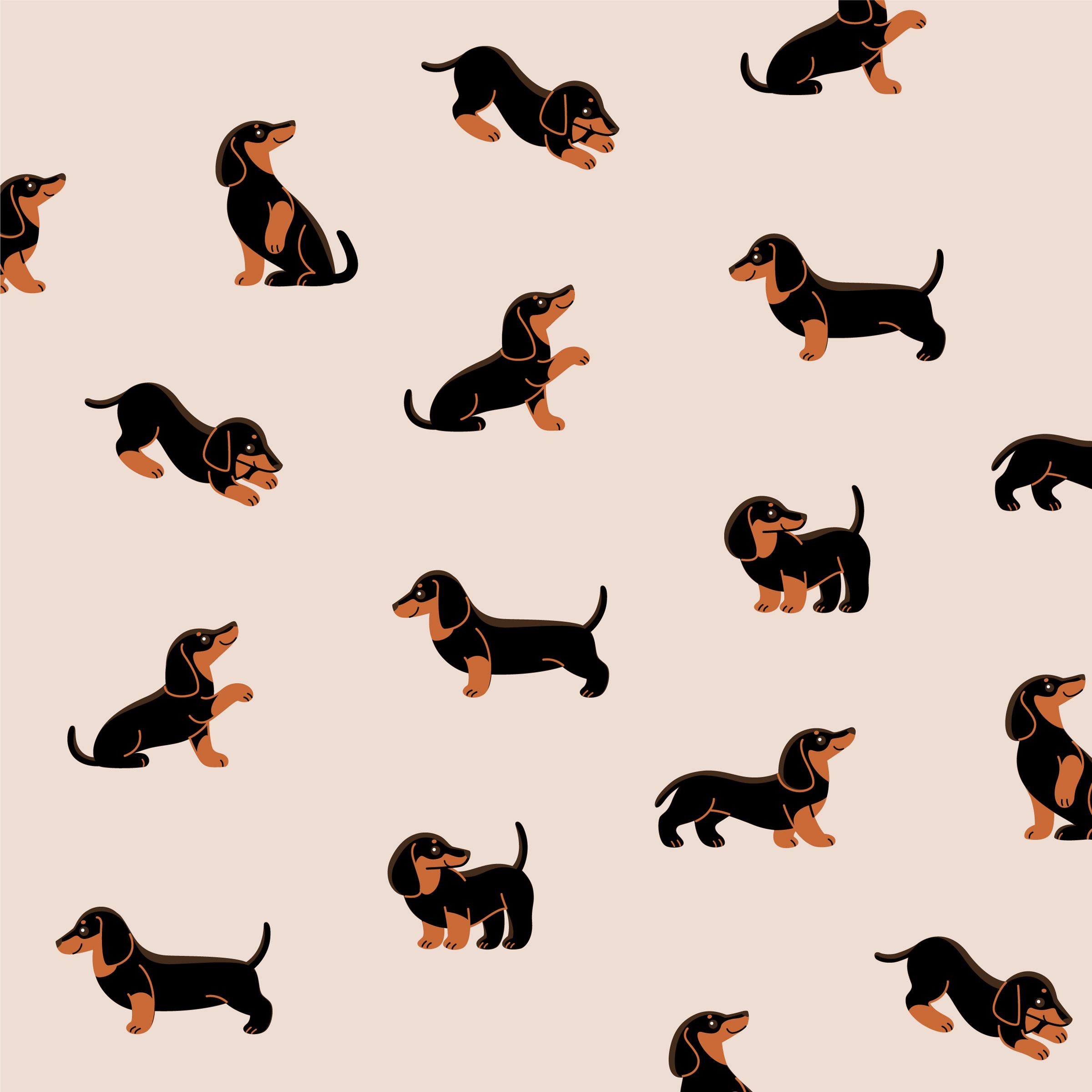 Dachshund Dog Wallpapers - Wallpaper Cave