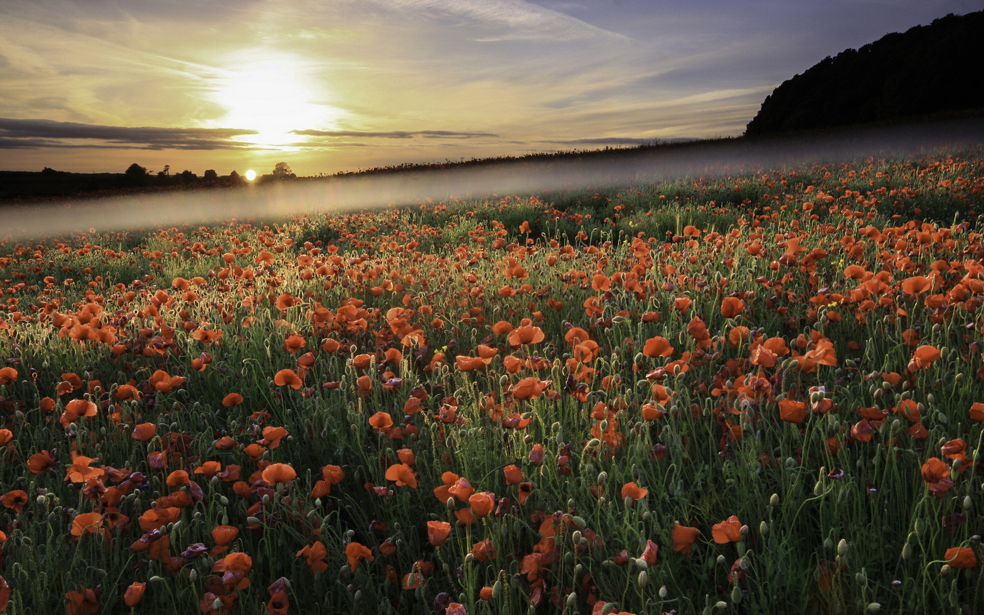 Sunset Flowers Wallpapers - Wallpaper Cave