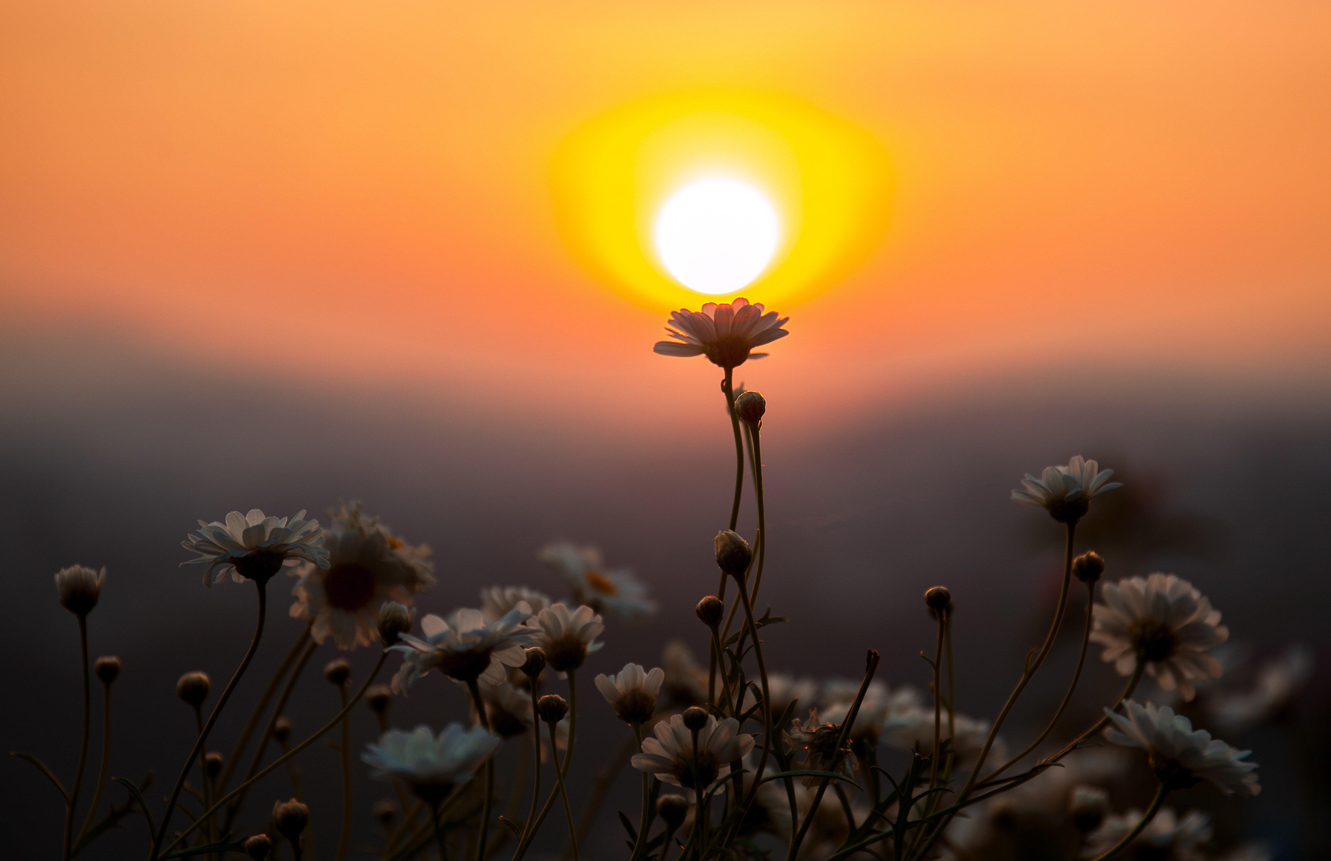 Sunset Flowers Wallpapers - Wallpaper Cave