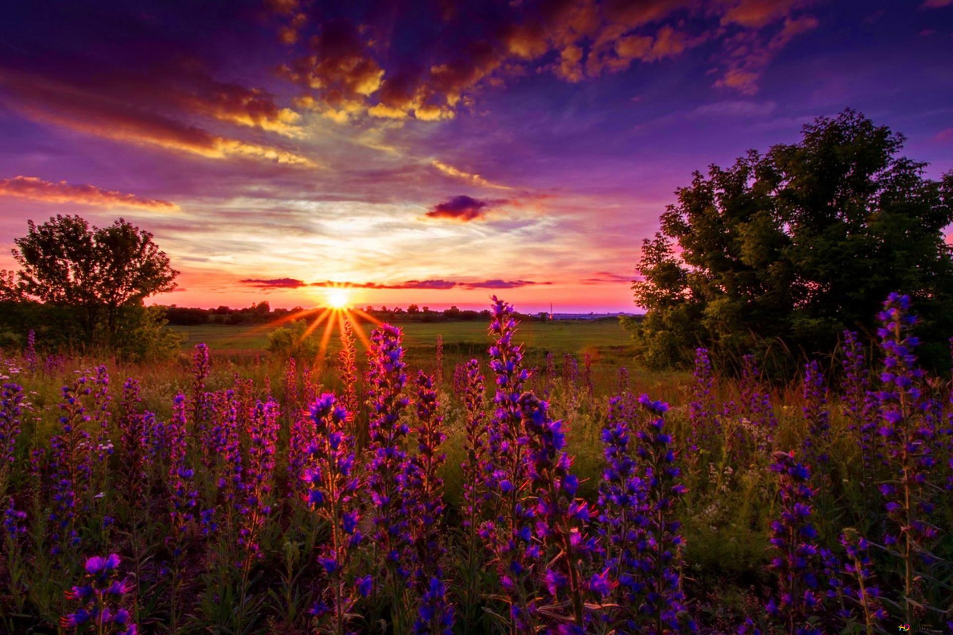 Sunset Wild Flowers Wallpapers - Wallpaper Cave