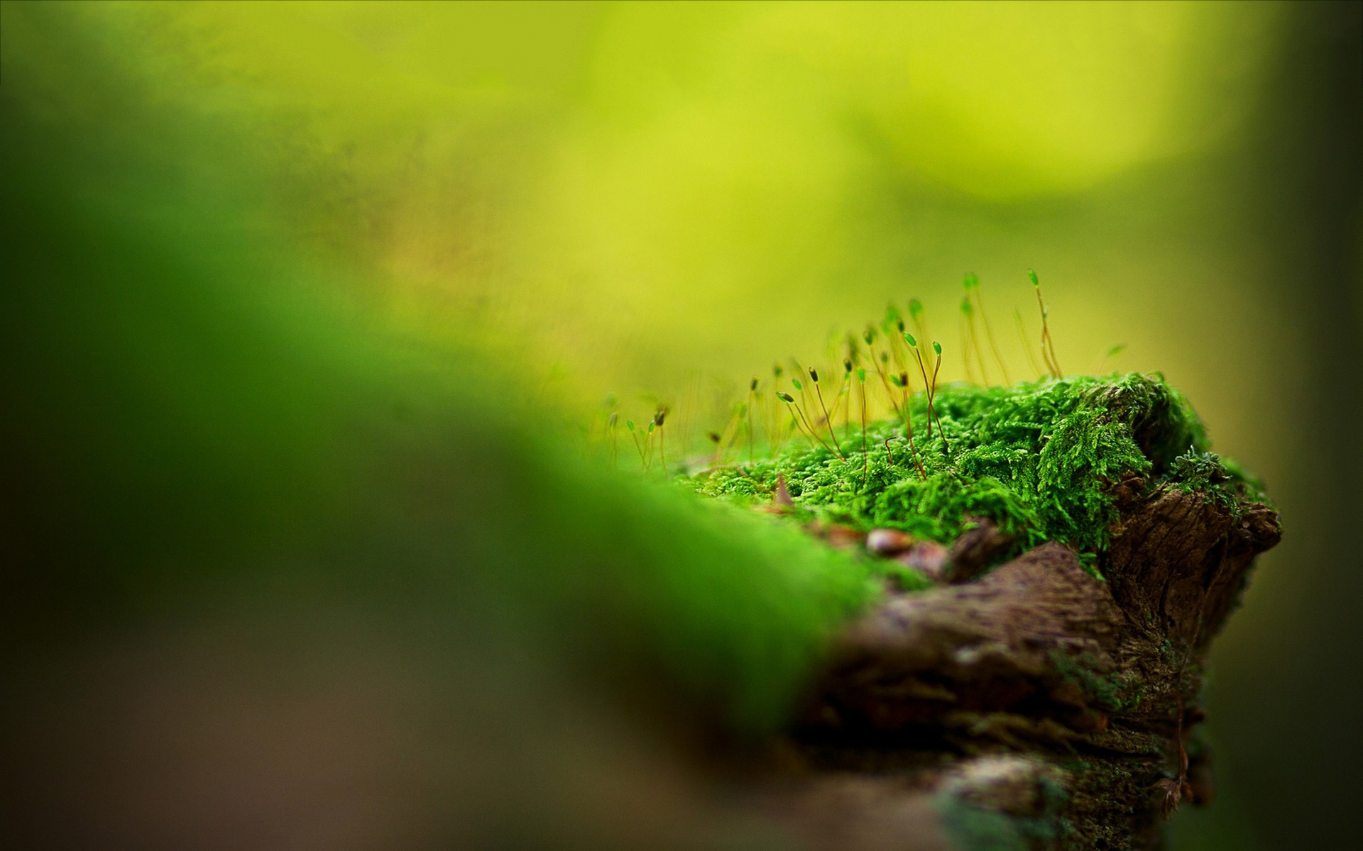 Moss Green Wallpapers - Wallpaper Cave