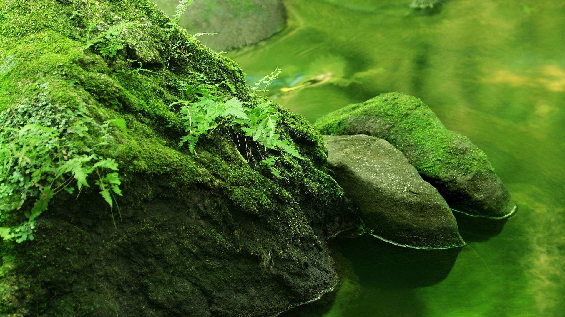 Moss Green Wallpapers - Wallpaper Cave