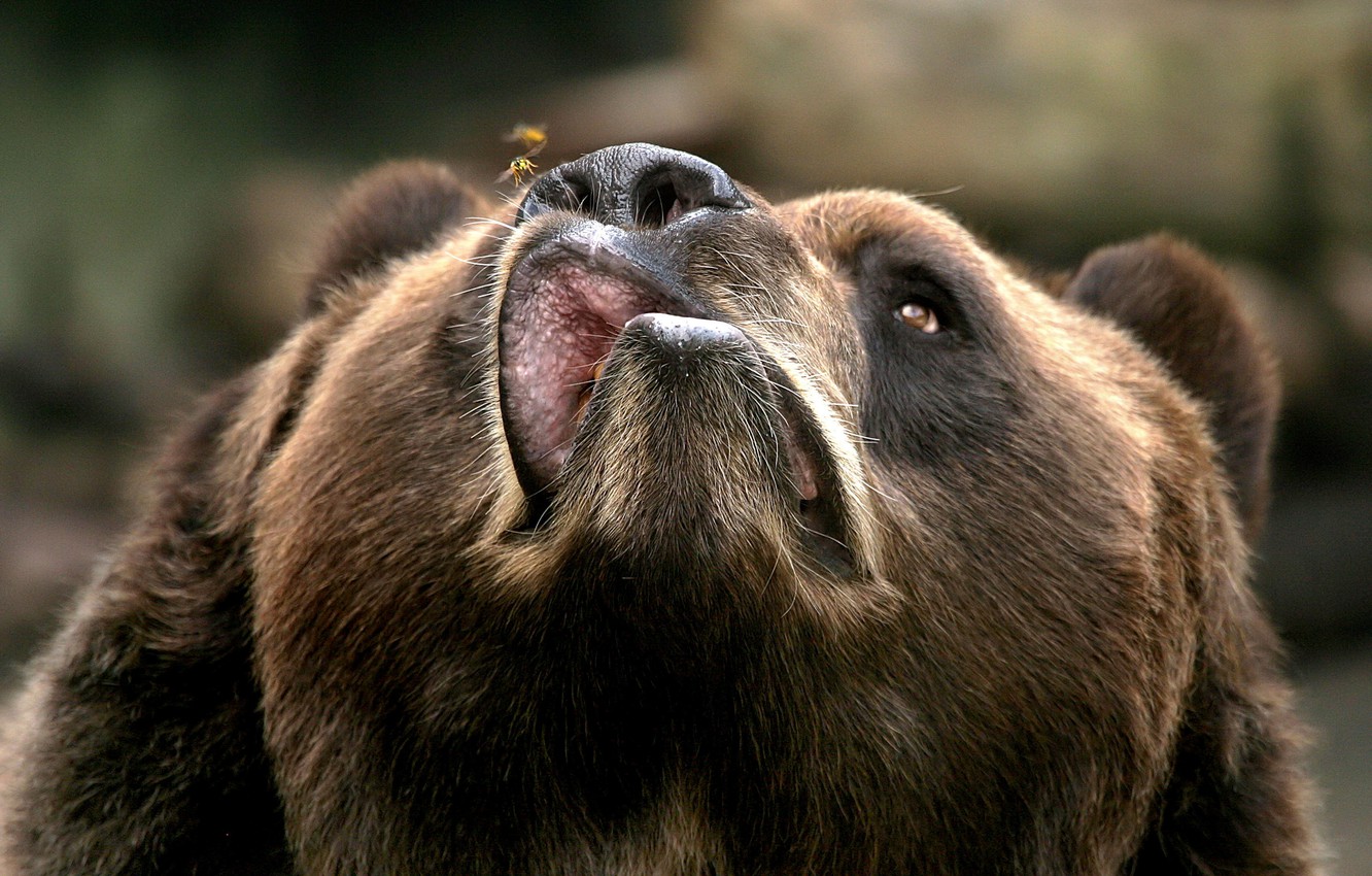 Bee And Bear Wallpapers - Wallpaper Cave