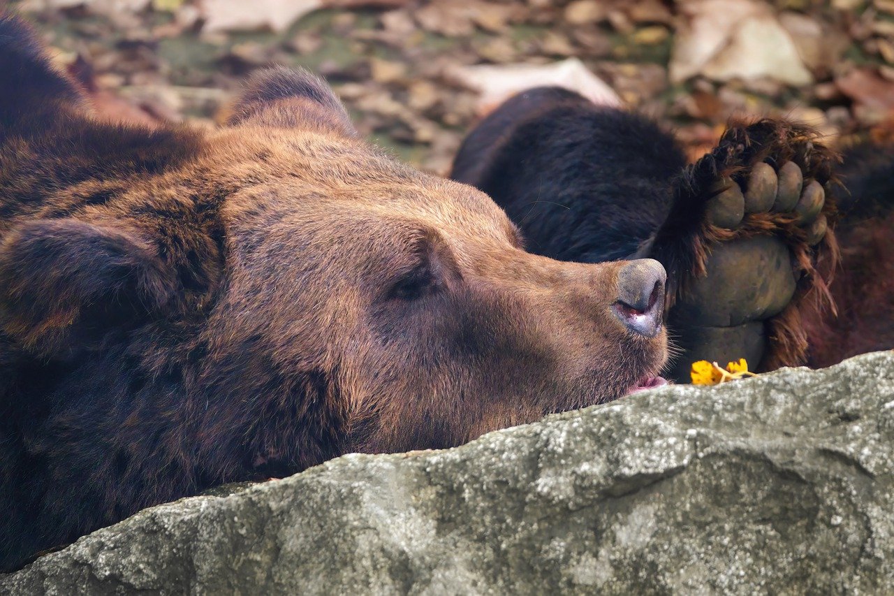Bee And Bear Wallpapers - Wallpaper Cave