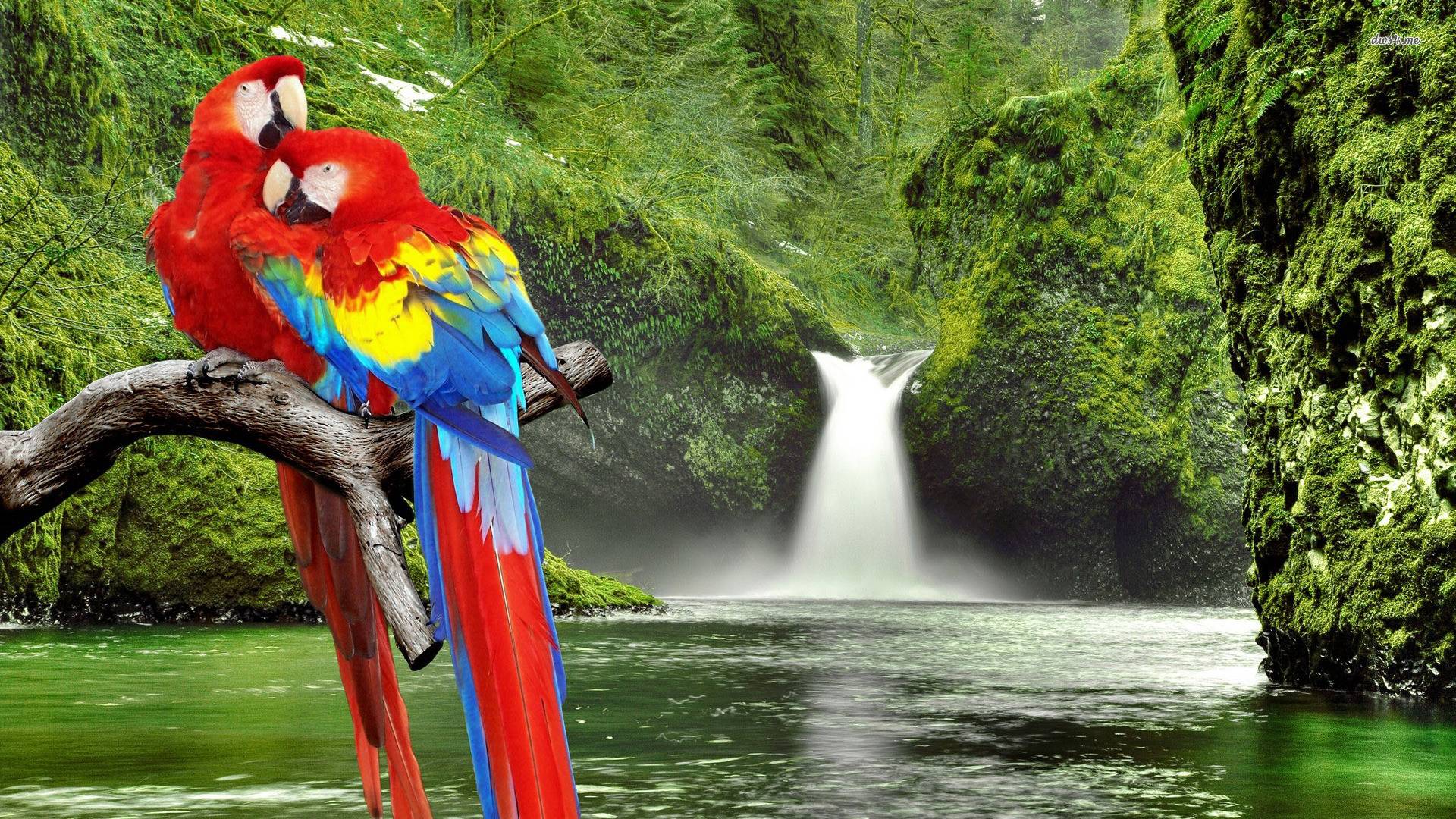 Beautiful Parrots Wallpapers - Wallpaper Cave