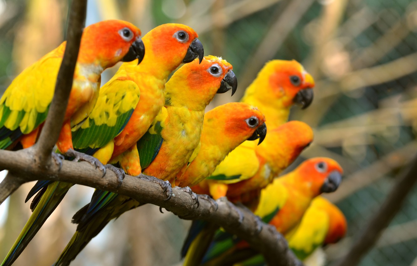 Beautiful Parrots Wallpapers - Wallpaper Cave