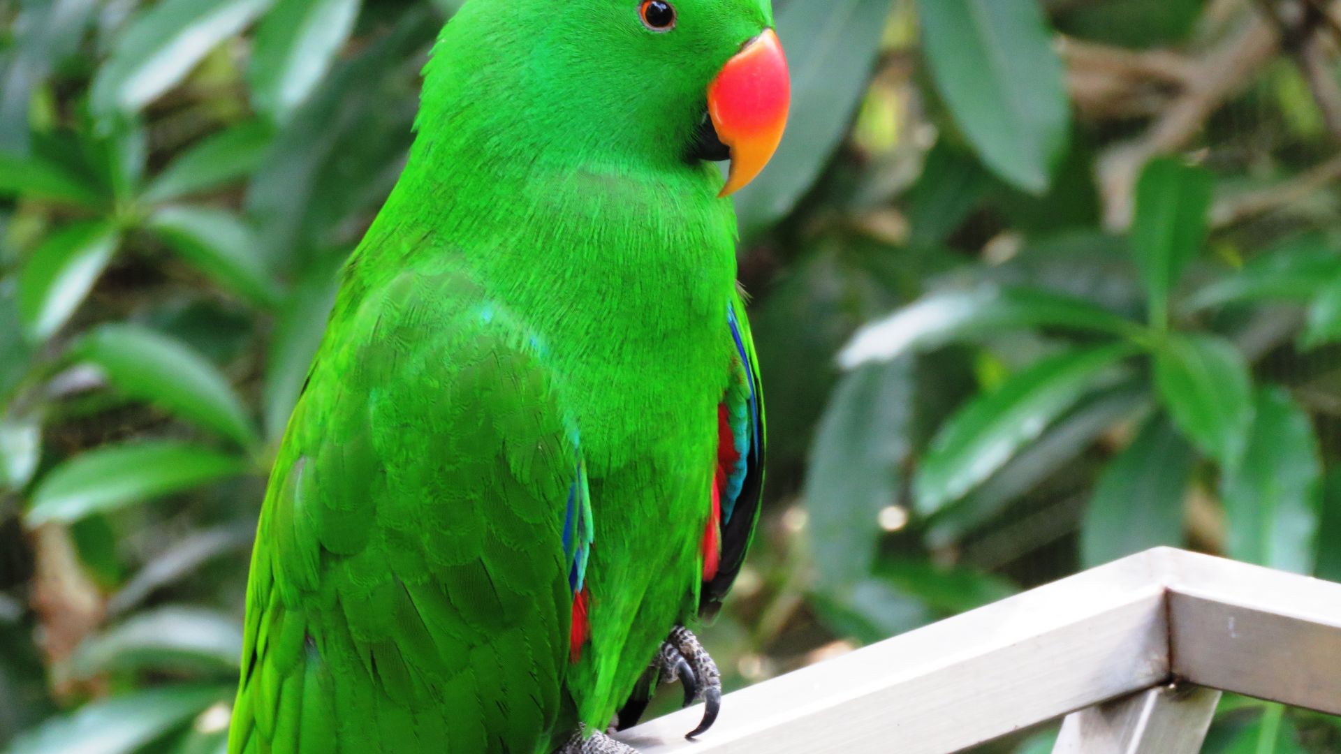 Beautiful Parrots Wallpapers - Wallpaper Cave