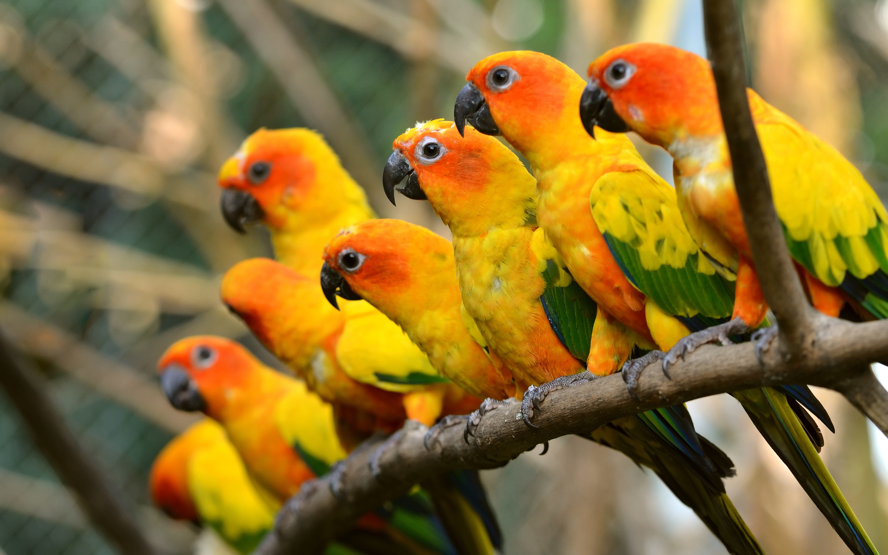 Beautiful Parrots Wallpapers - Wallpaper Cave